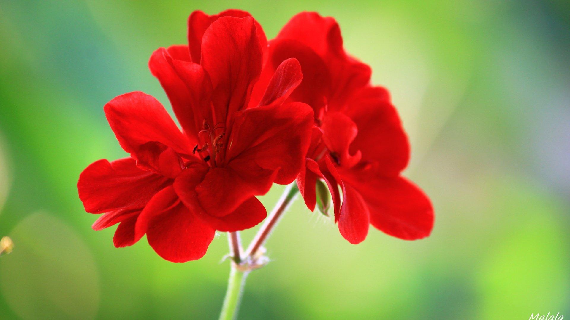 Colorful Nature Flowers Wallpapers - Top Free Colorful Nature Flowers ...