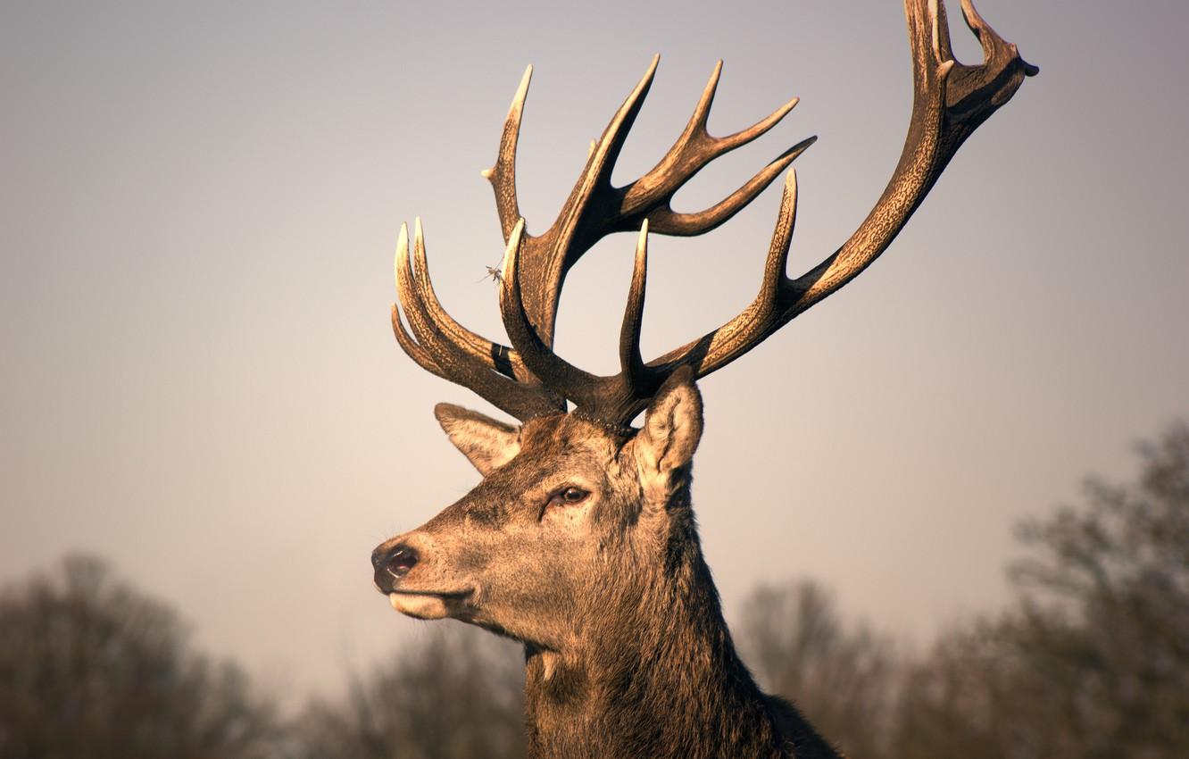Deer Antler Wallpapers - Top Free Deer Antler Backgrounds - WallpaperAccess