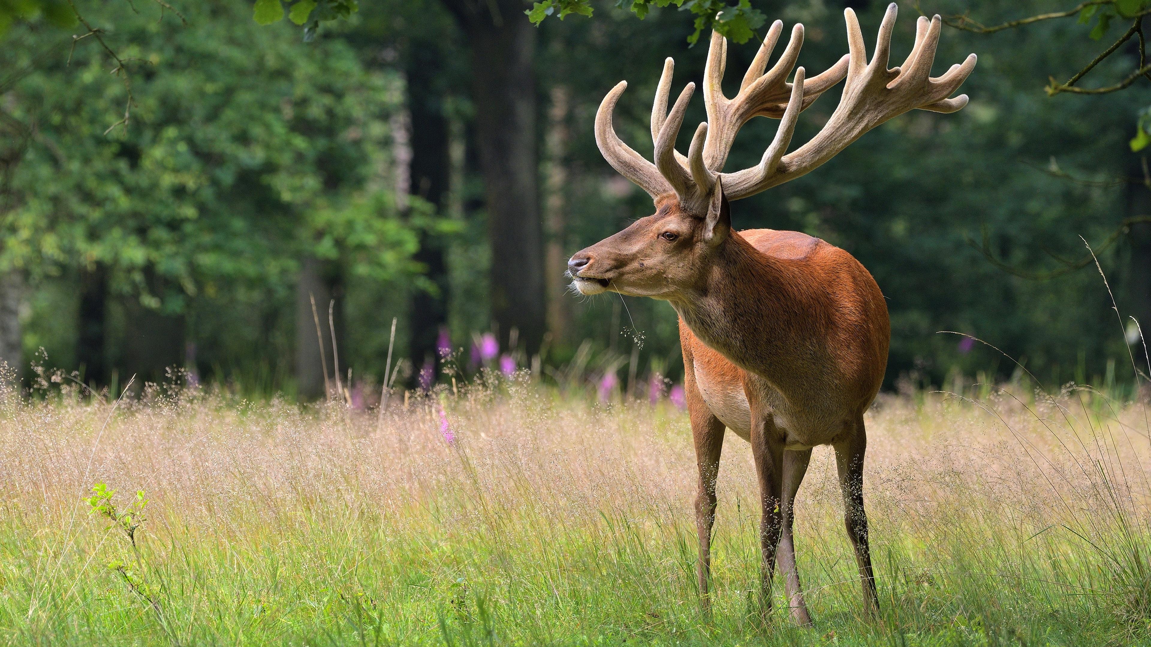 Deer Antler Wallpapers - Top Free Deer Antler Backgrounds - WallpaperAccess