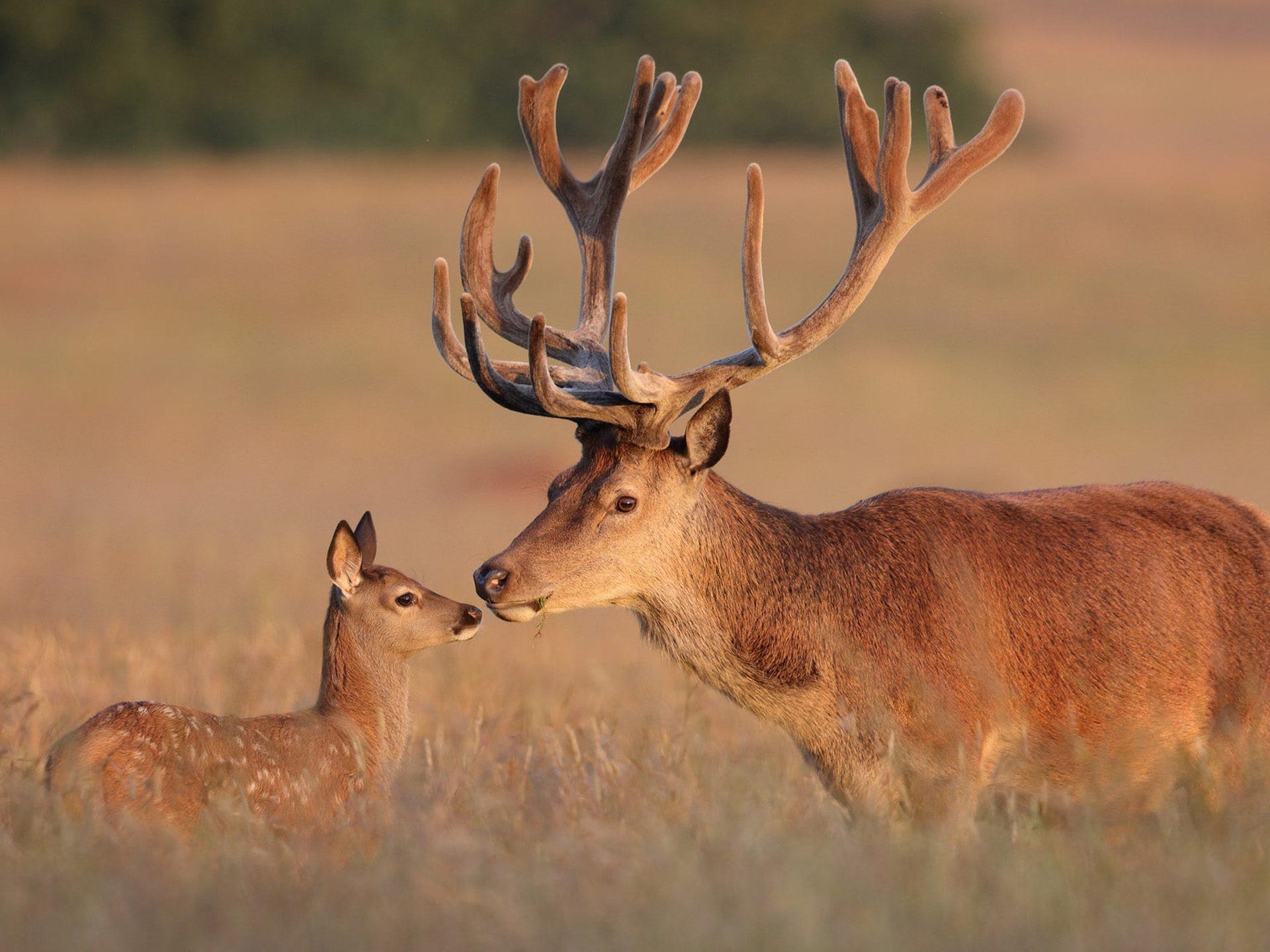 Deer Antler Wallpapers - Top Free Deer Antler Backgrounds - WallpaperAccess