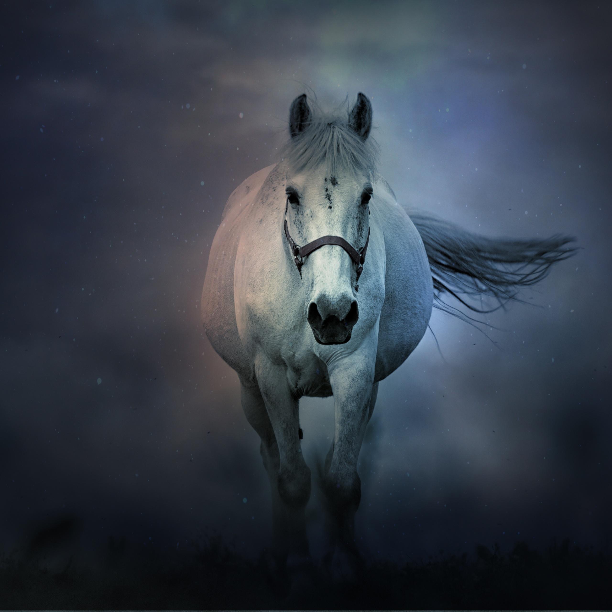 Running White Horse Wallpapers - Top Free Running White Horse ...