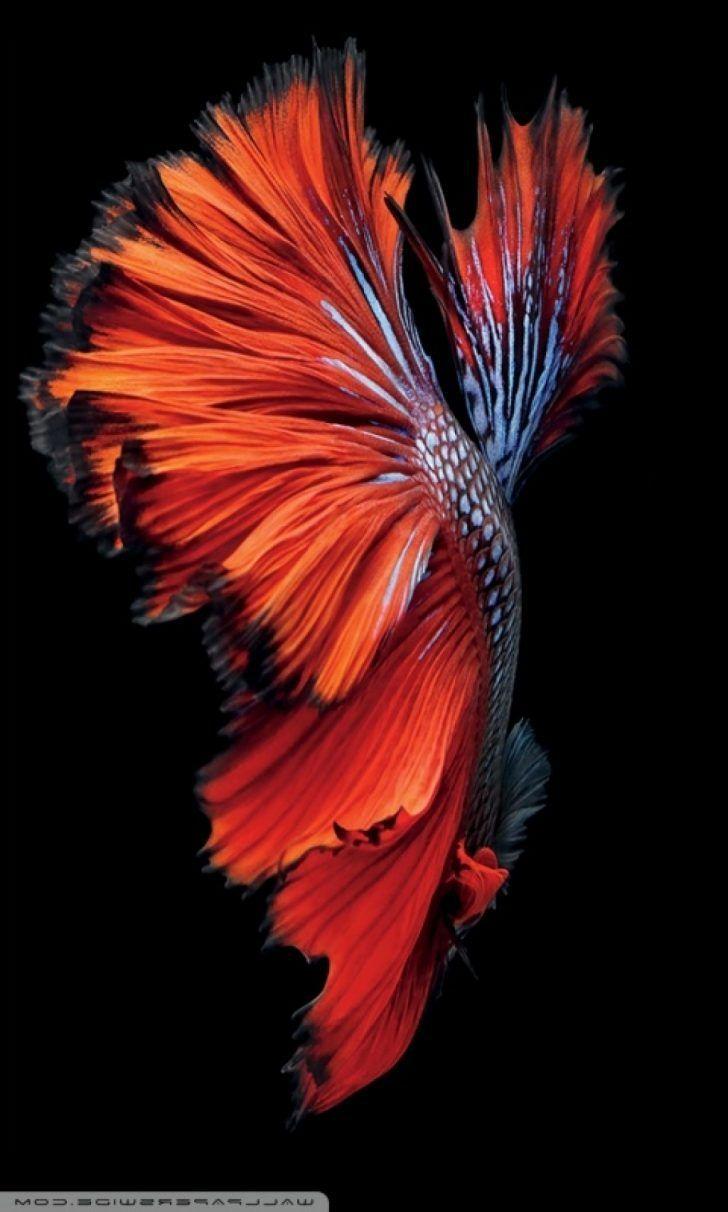 iPhone 6 Fish Wallpapers - Top Free iPhone 6 Fish Backgrounds ...