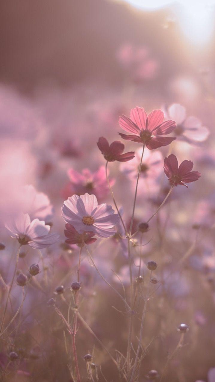 Little Flowers Wallpapers - Top Free Little Flowers Backgrounds ...