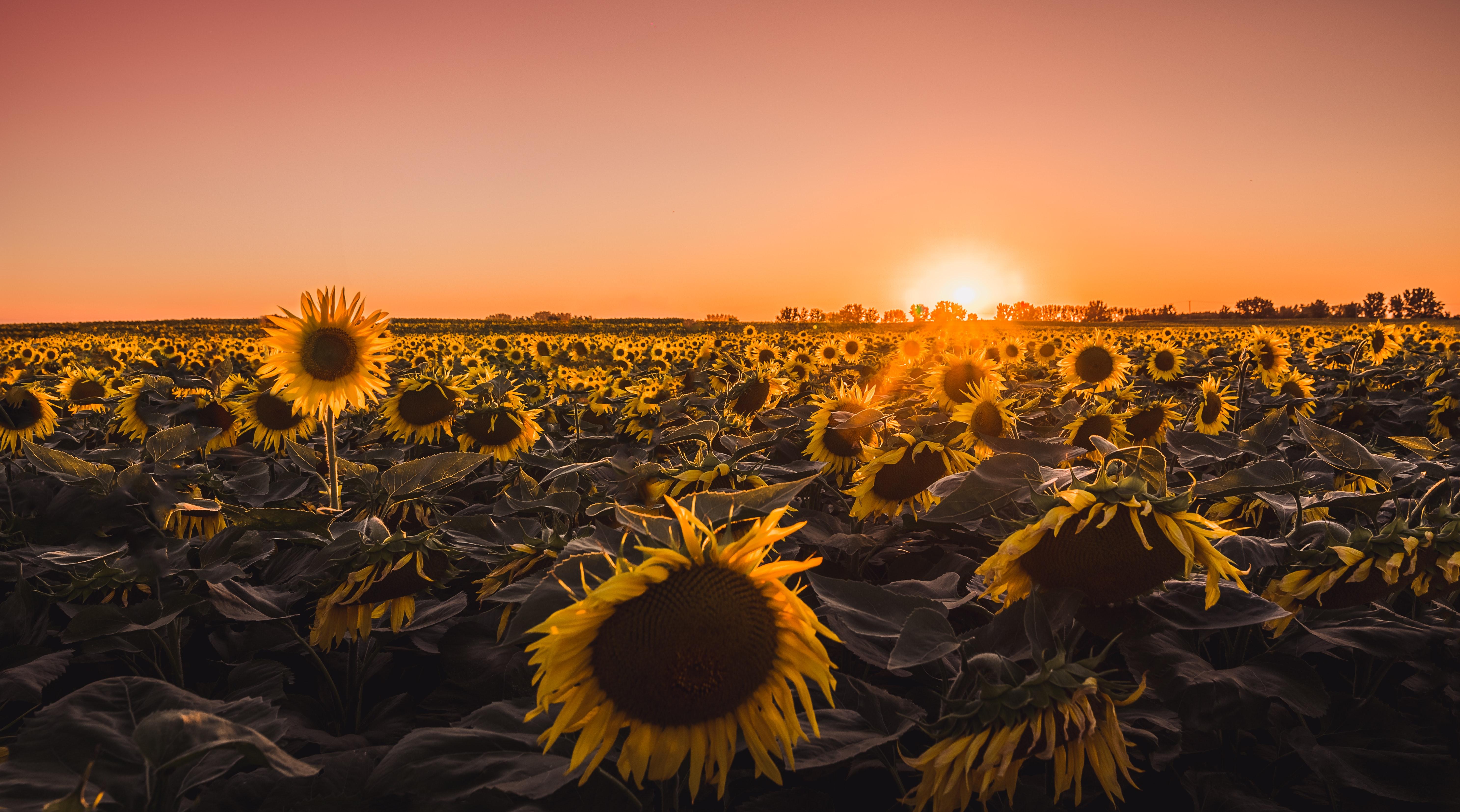 4K Farm Wallpapers - Top Free 4K Farm Backgrounds - WallpaperAccess