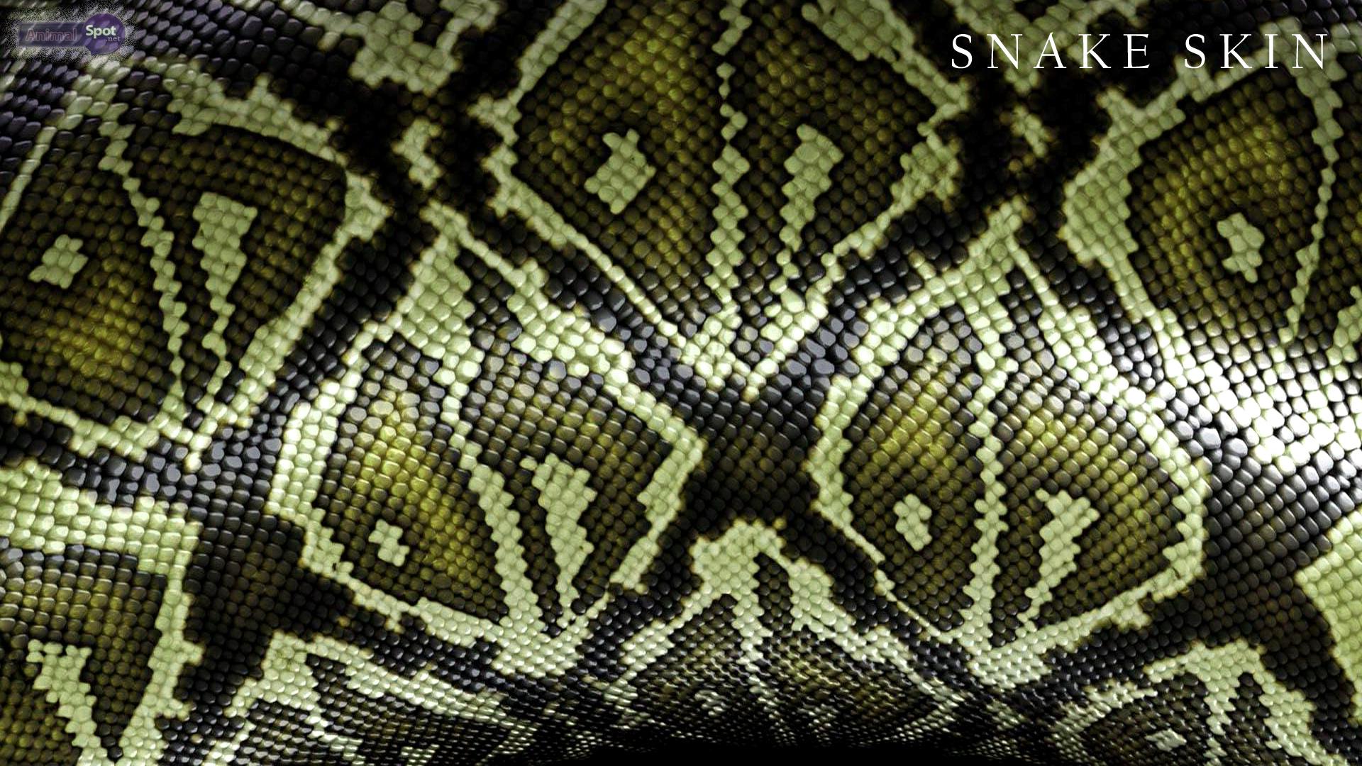 Snake Texture Wallpapers - Top Free Snake Texture Backgrounds ...