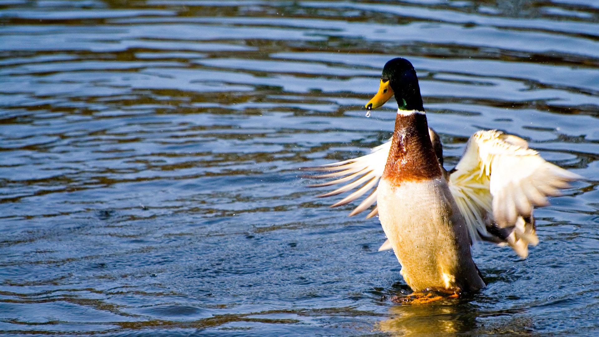 1920X1080 Duck Wallpapers - Top Free 1920X1080 Duck Backgrounds ...