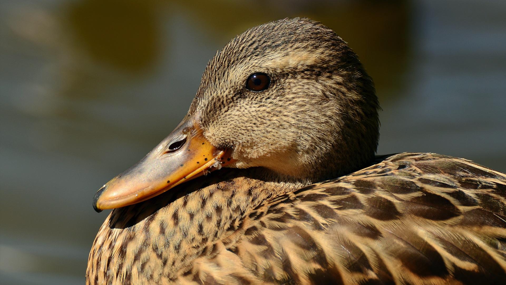 1920X1080 Duck Wallpapers - Top Free 1920X1080 Duck Backgrounds ...