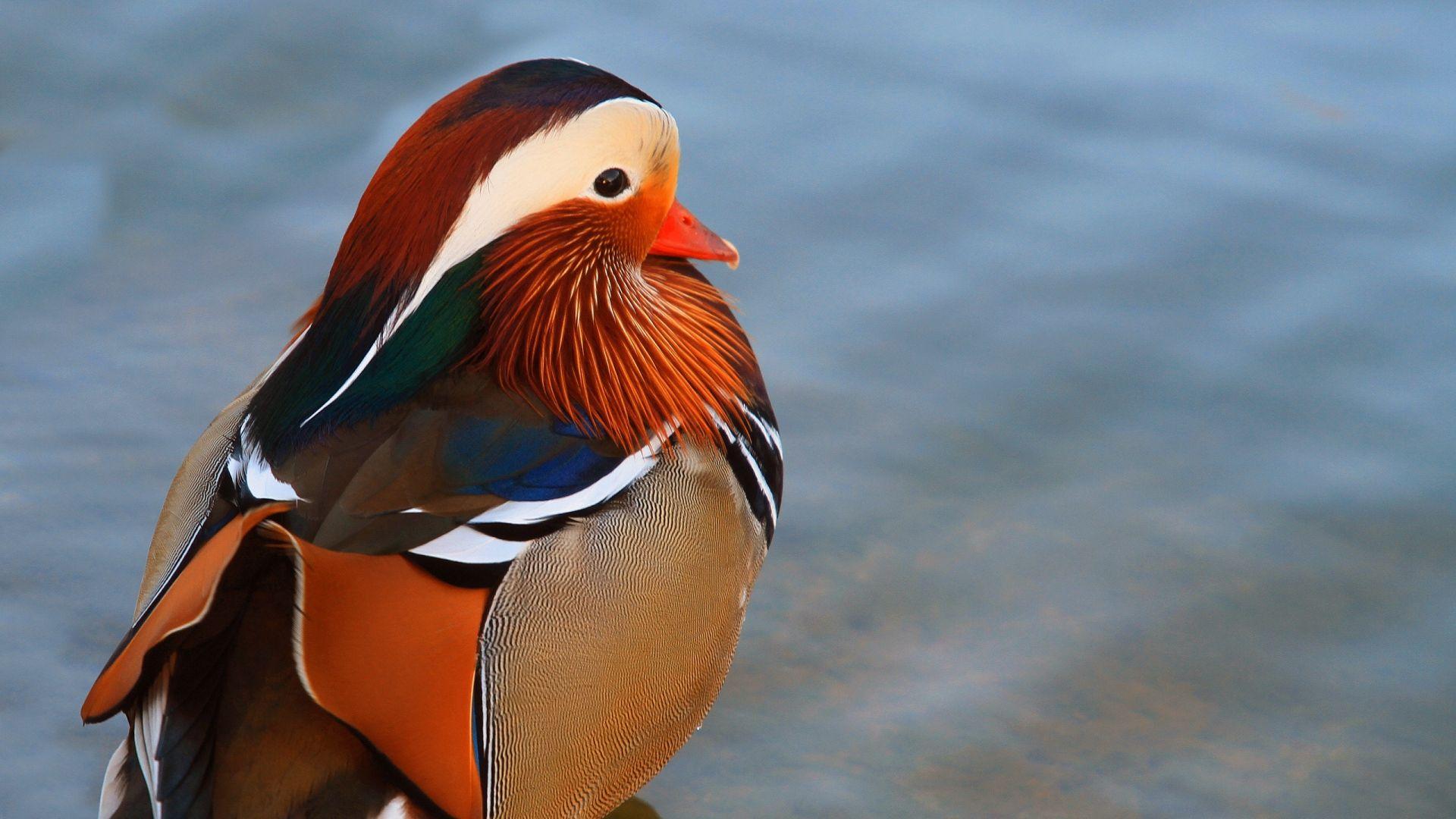 1920X1080 Duck Wallpapers - Top Free 1920X1080 Duck Backgrounds ...