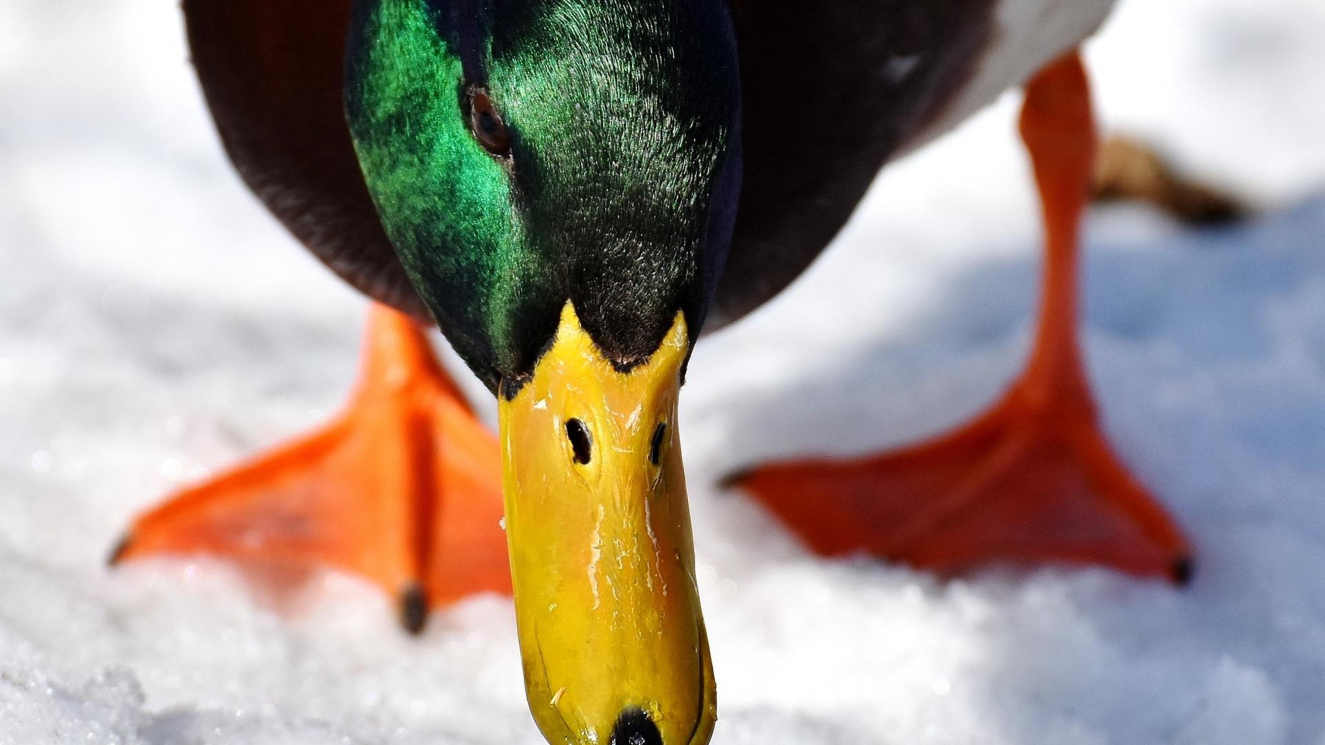 1920X1080 Duck Wallpapers - Top Free 1920X1080 Duck Backgrounds ...