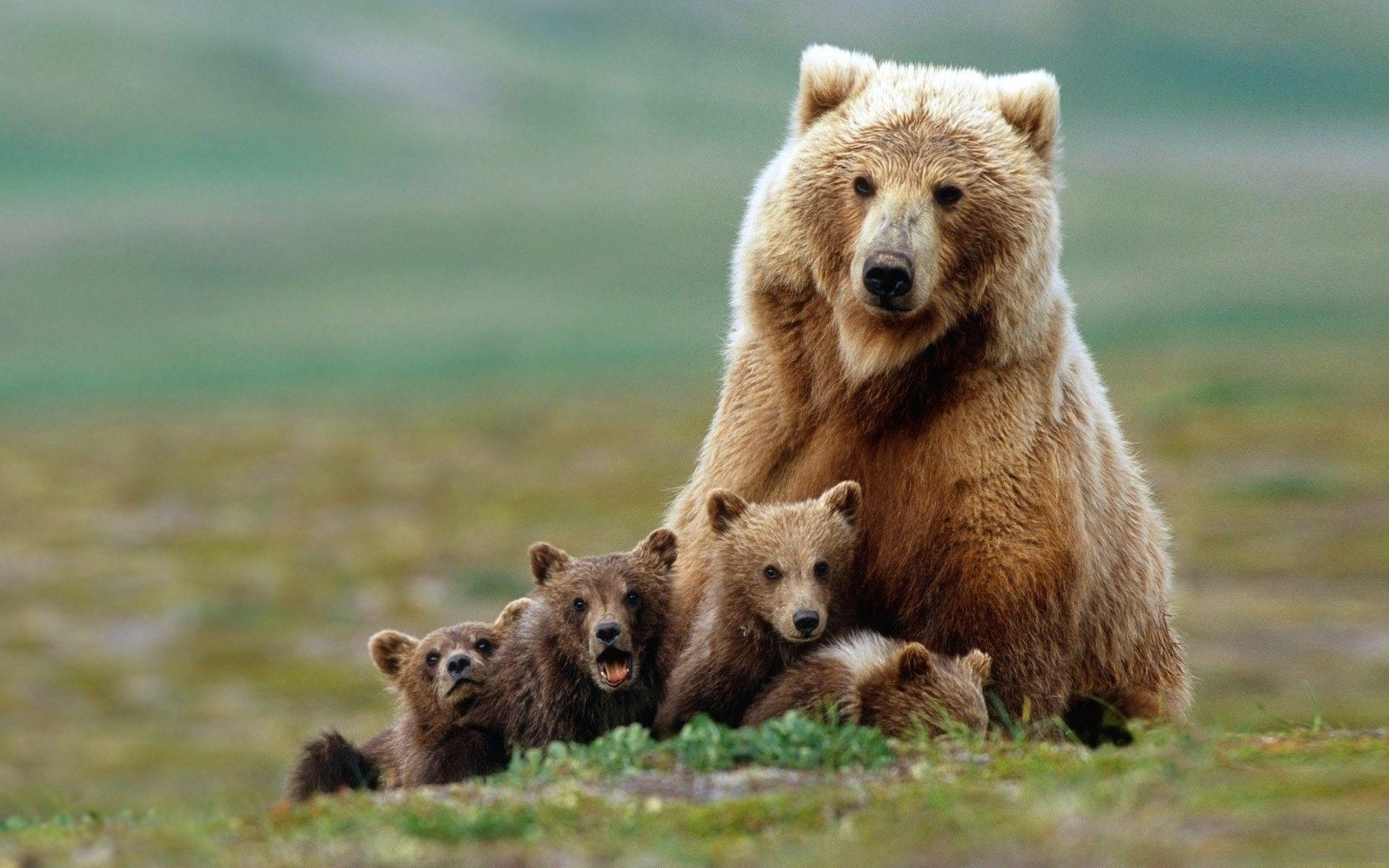 Spring Baby Animals Desktop Wallpapers - Top Free Spring Baby Animals ...