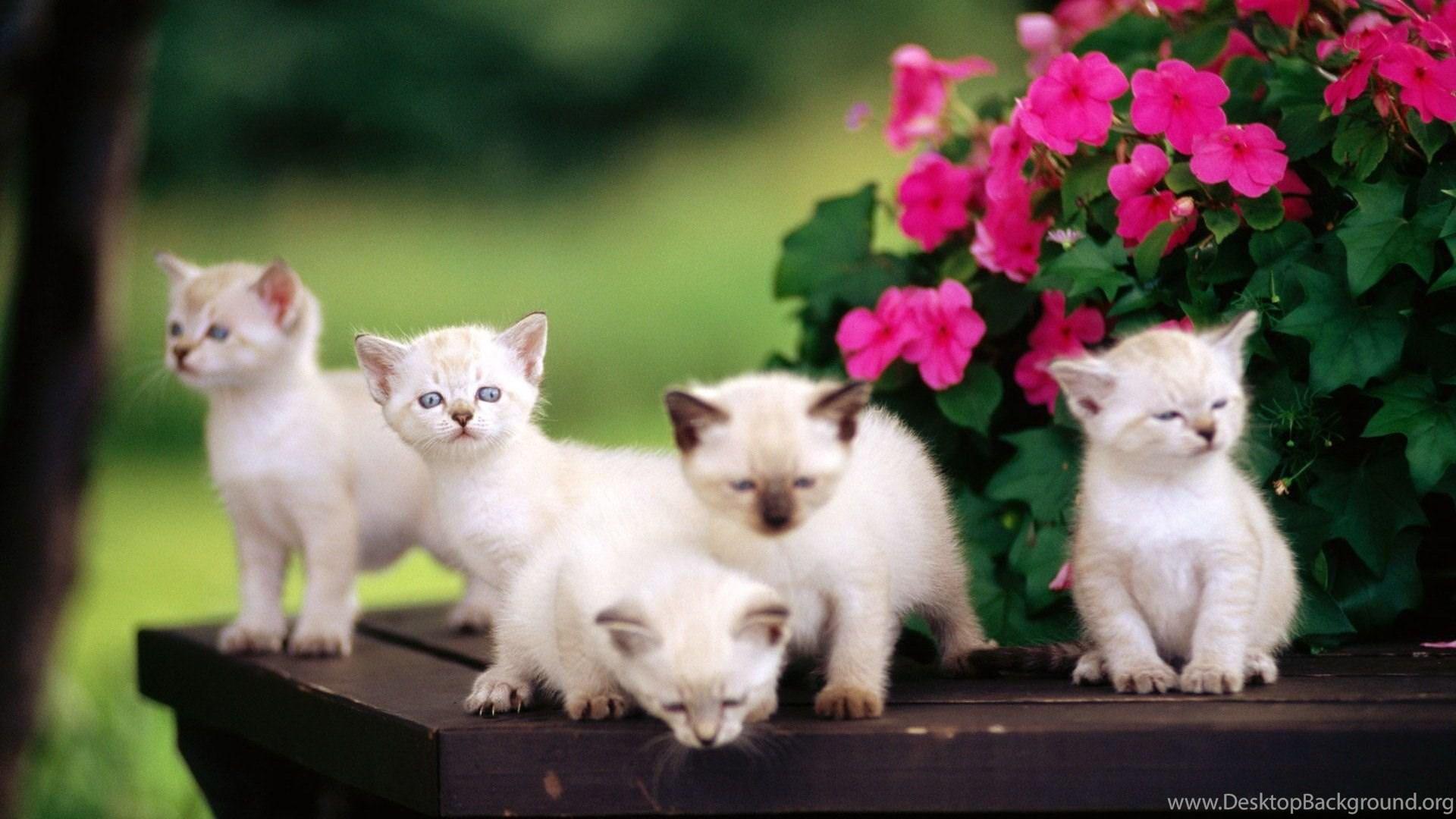 Spring Baby Animals Desktop Wallpapers - Top Free Spring Baby Animals ...