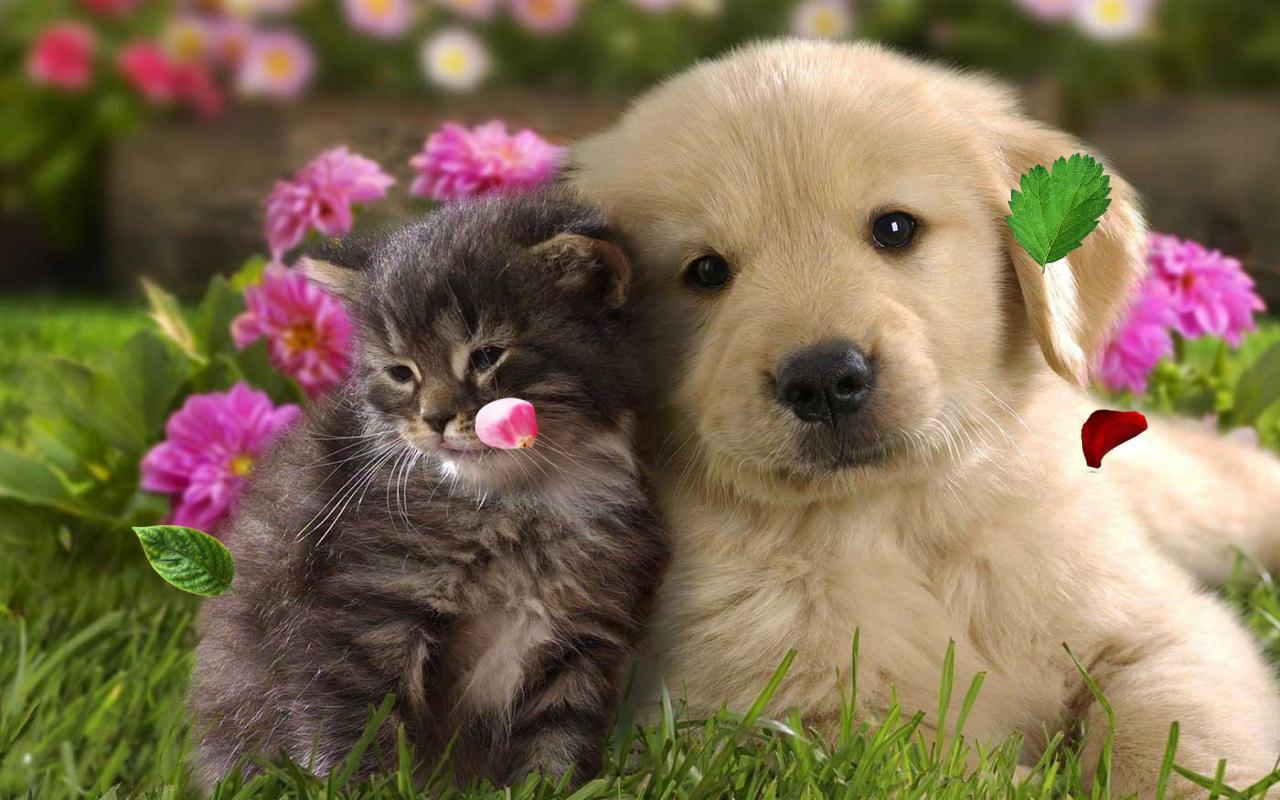 Spring Baby Animals Desktop Wallpapers - Top Free Spring Baby Animals ...