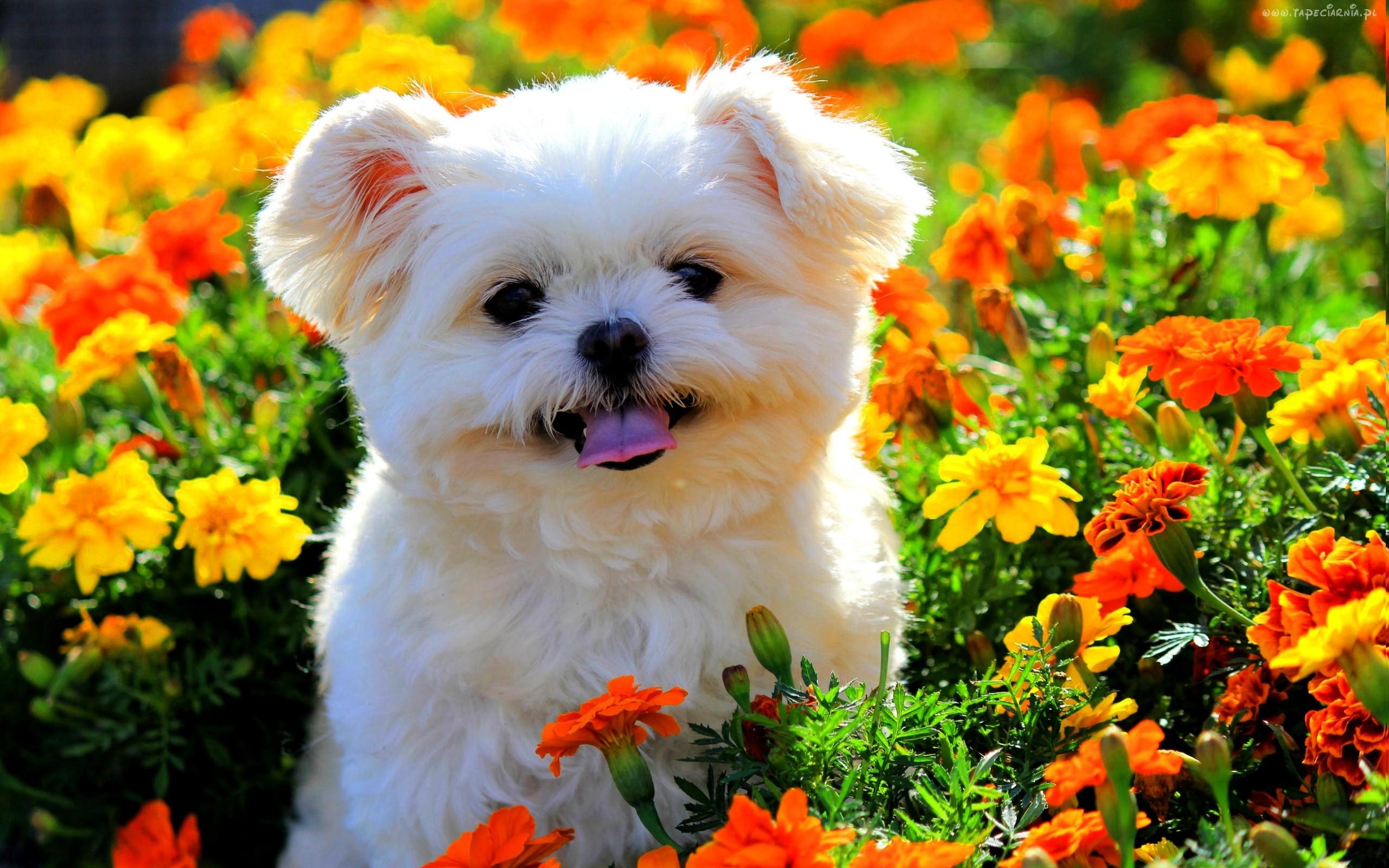 Spring Baby Animals Desktop Wallpapers - Top Free Spring Baby Animals ...