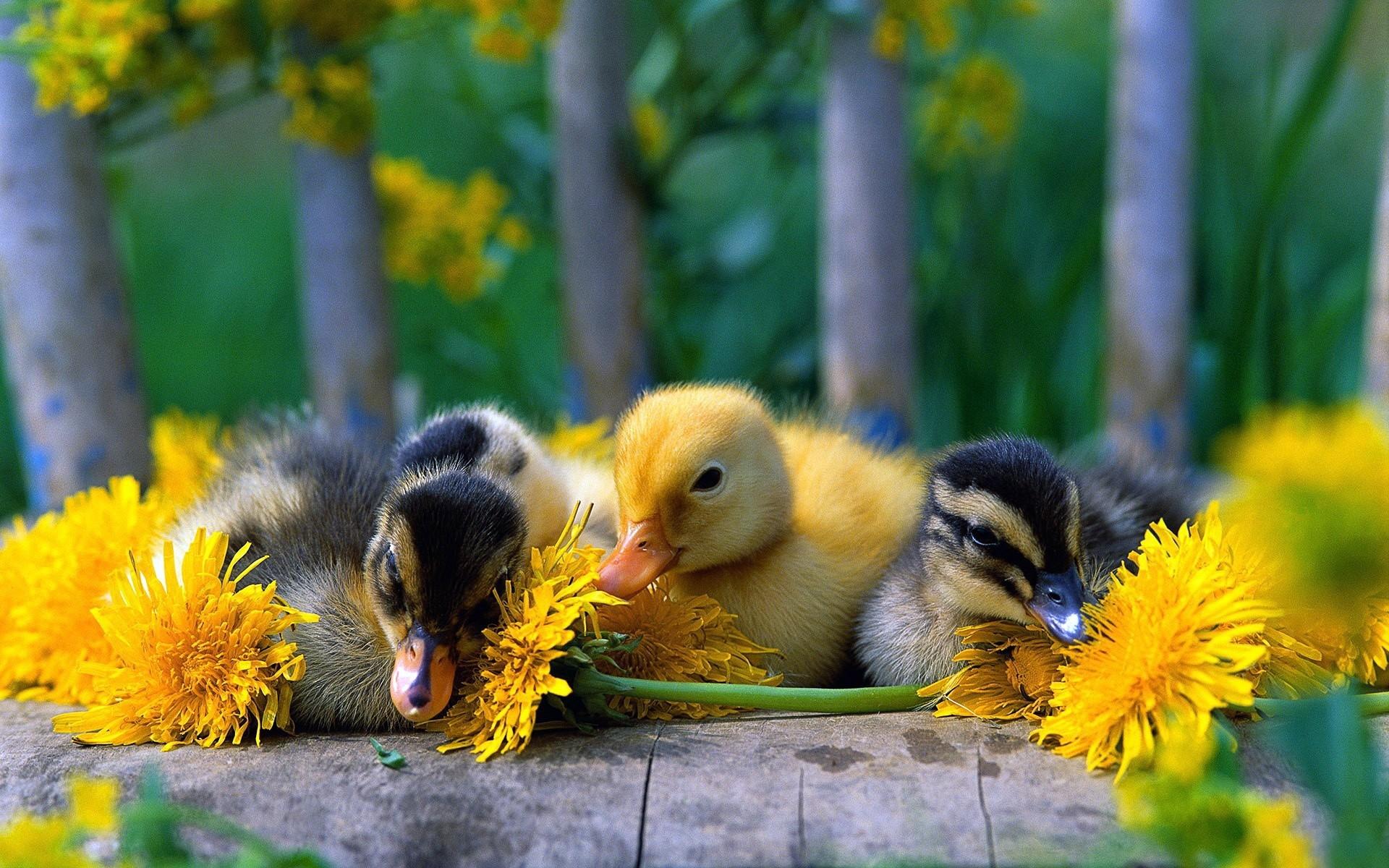 Spring Baby Animals Desktop Wallpapers - Top Free Spring Baby Animals ...