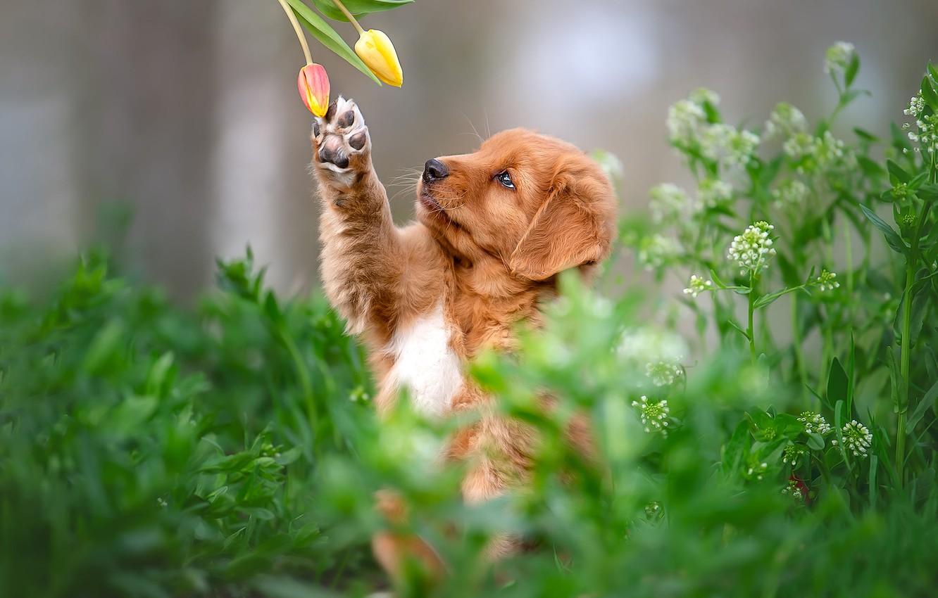 Spring Baby Animals Desktop Wallpapers - Top Free Spring Baby Animals ...