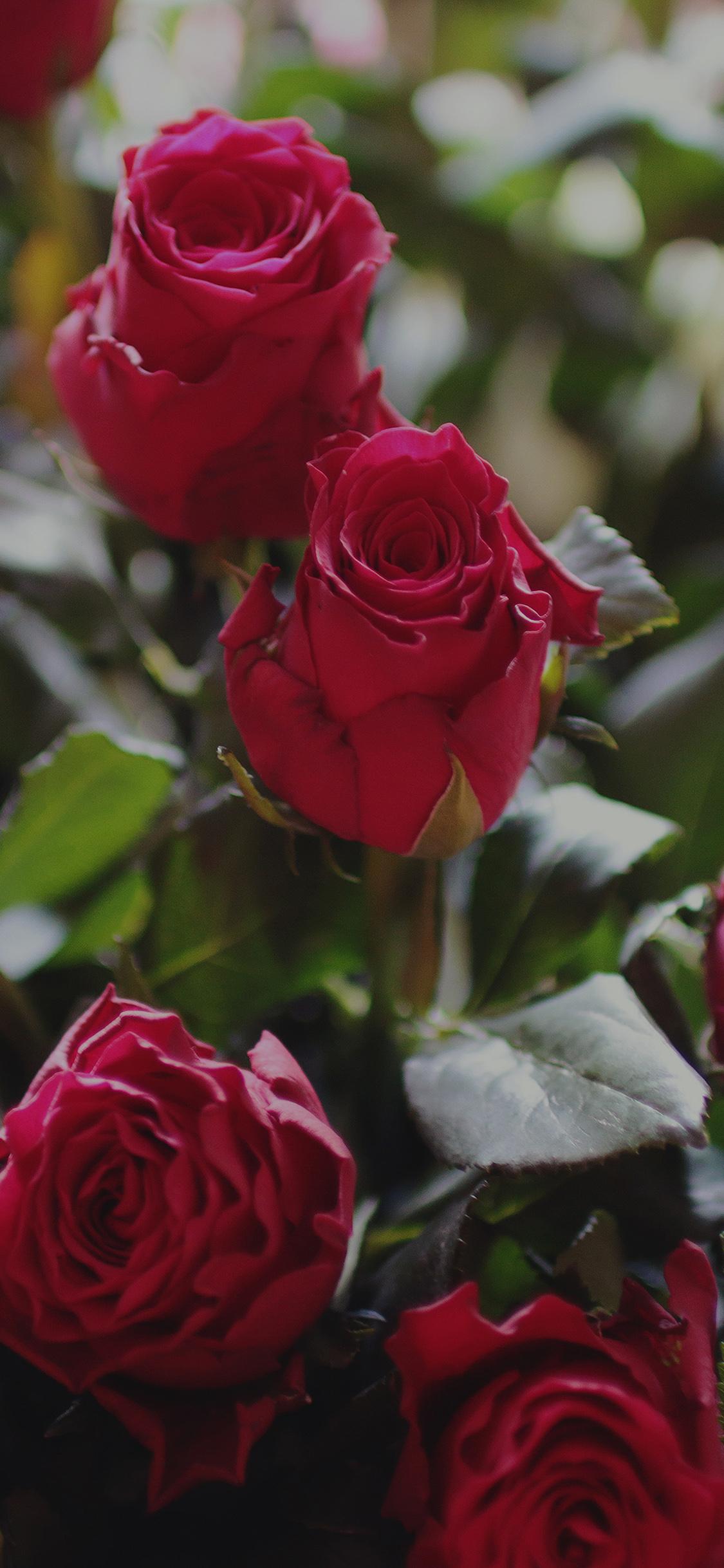 Rose iPhone HD Wallpapers - Top Free Rose iPhone HD Backgrounds ...