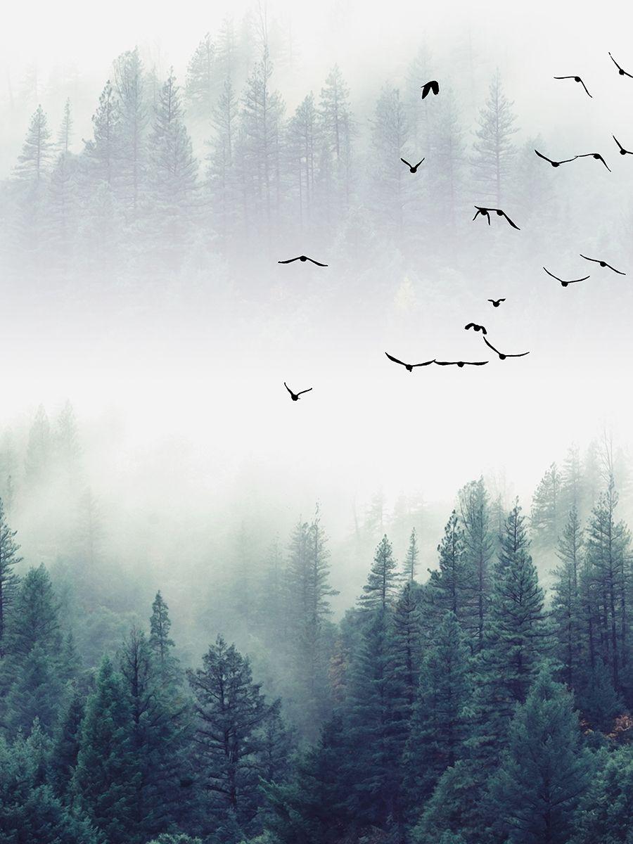 Nordic Forest Wallpapers - Top Free Nordic Forest Backgrounds ...