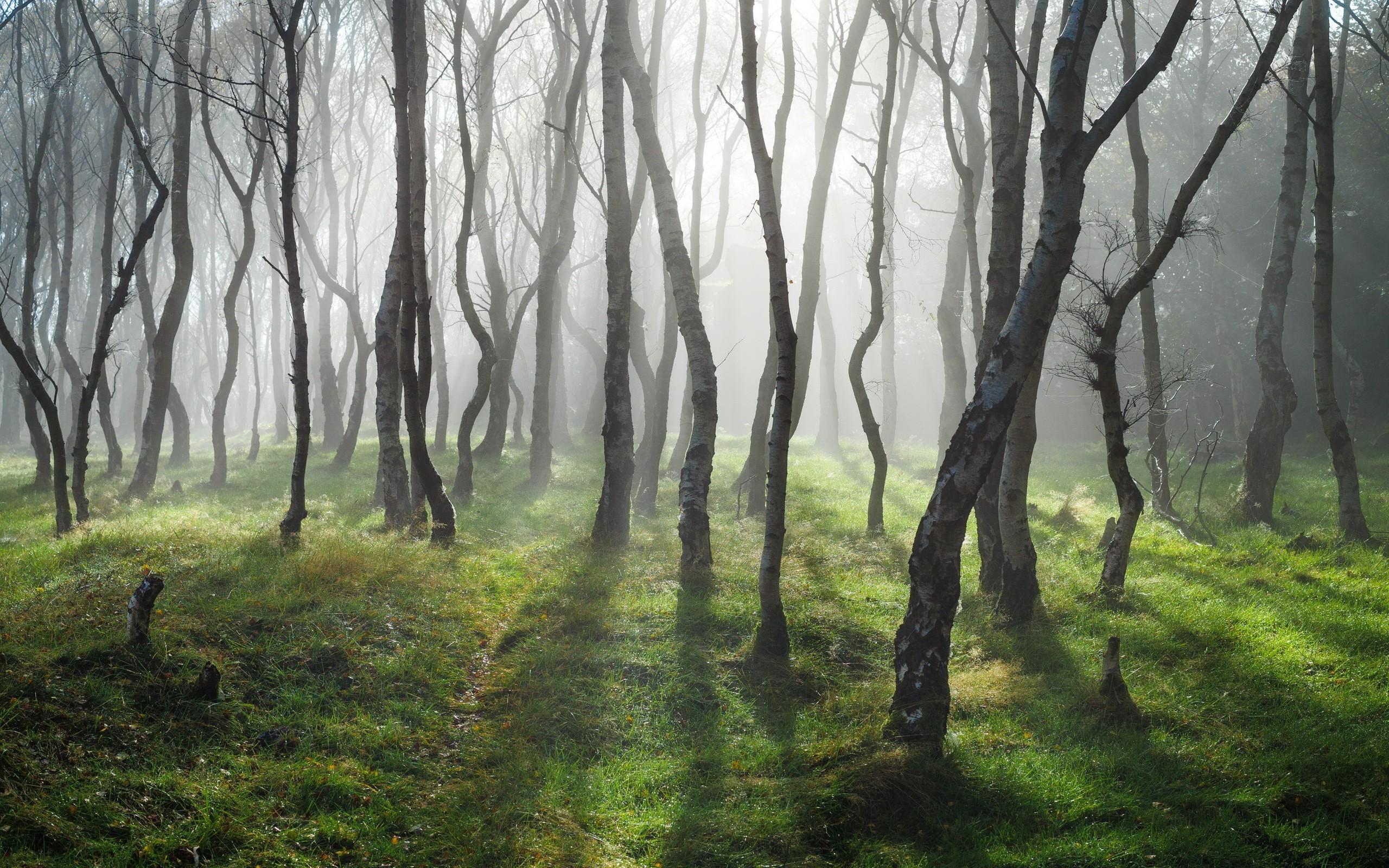 Nordic Forest Wallpapers - Top Free Nordic Forest Backgrounds ...