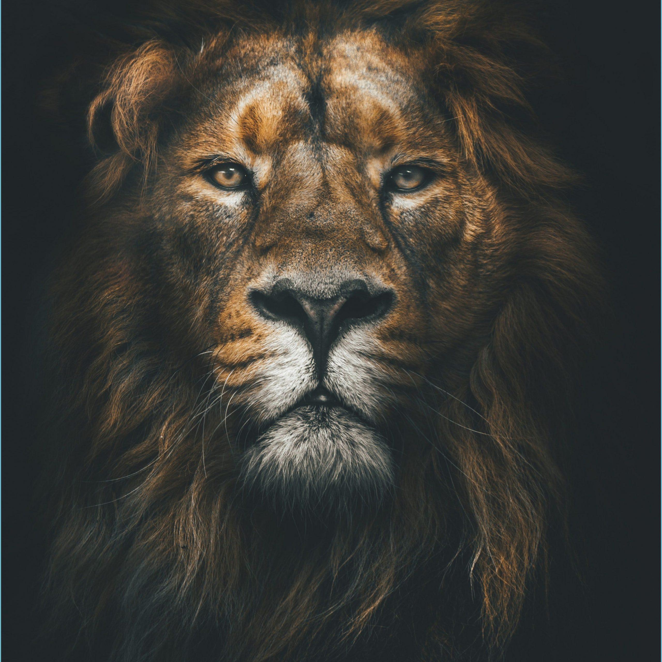 Artistic Lion Wallpapers - Top Free Artistic Lion Backgrounds ...