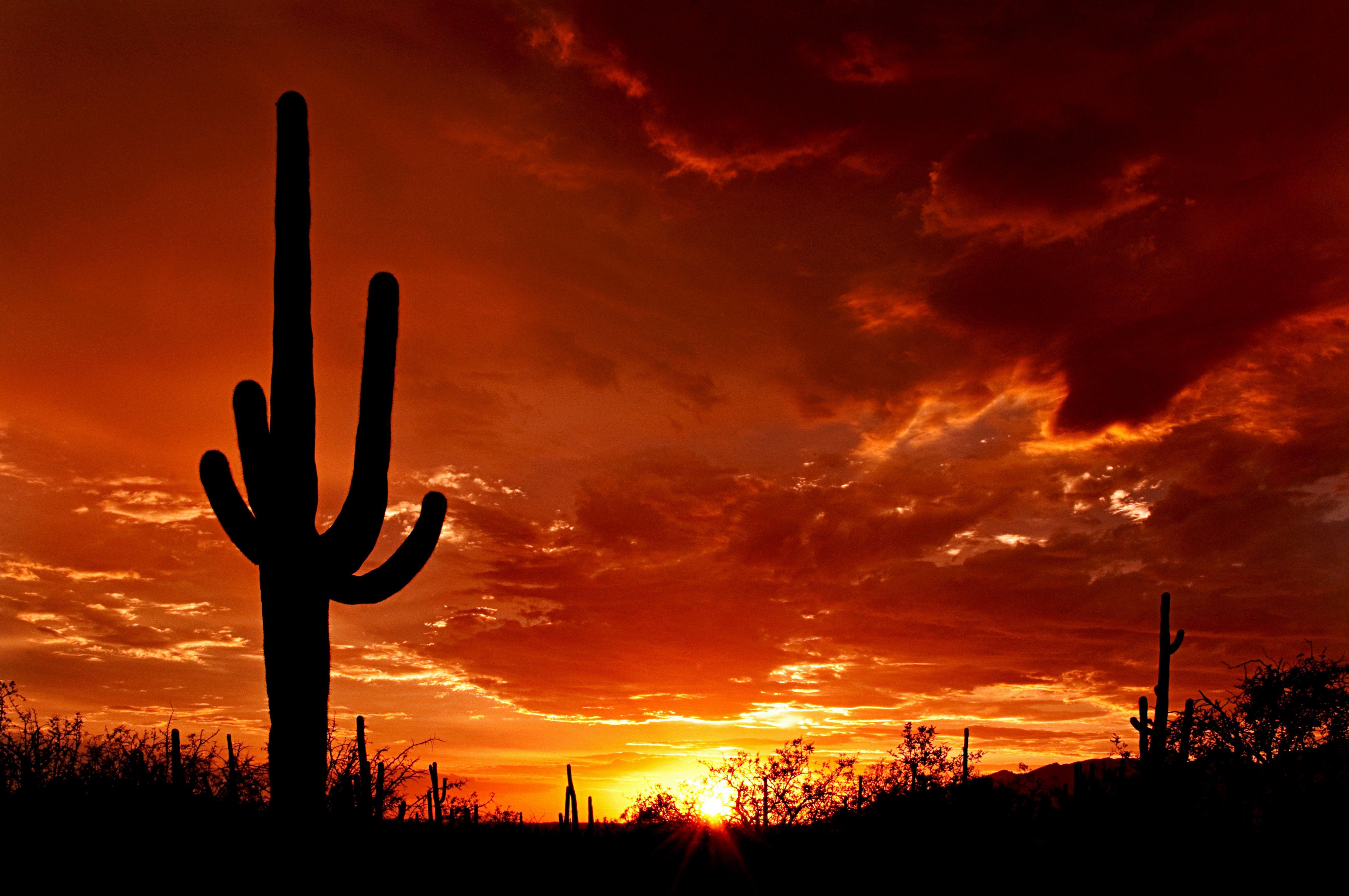 Tucson Desert Wallpapers - Top Free Tucson Desert Backgrounds ...