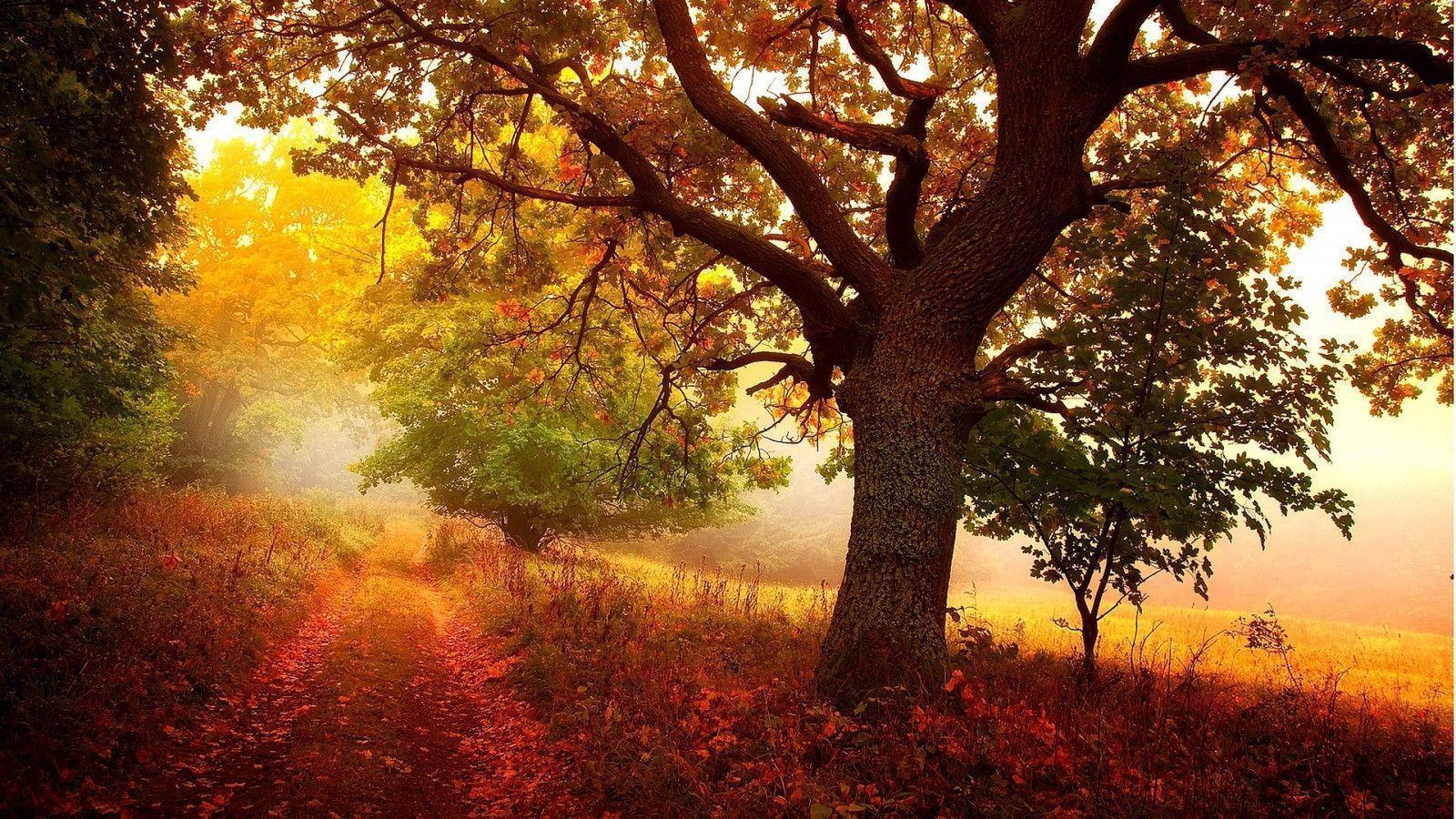 1600X900 Fall Wallpapers - Top Free 1600X900 Fall Backgrounds ...