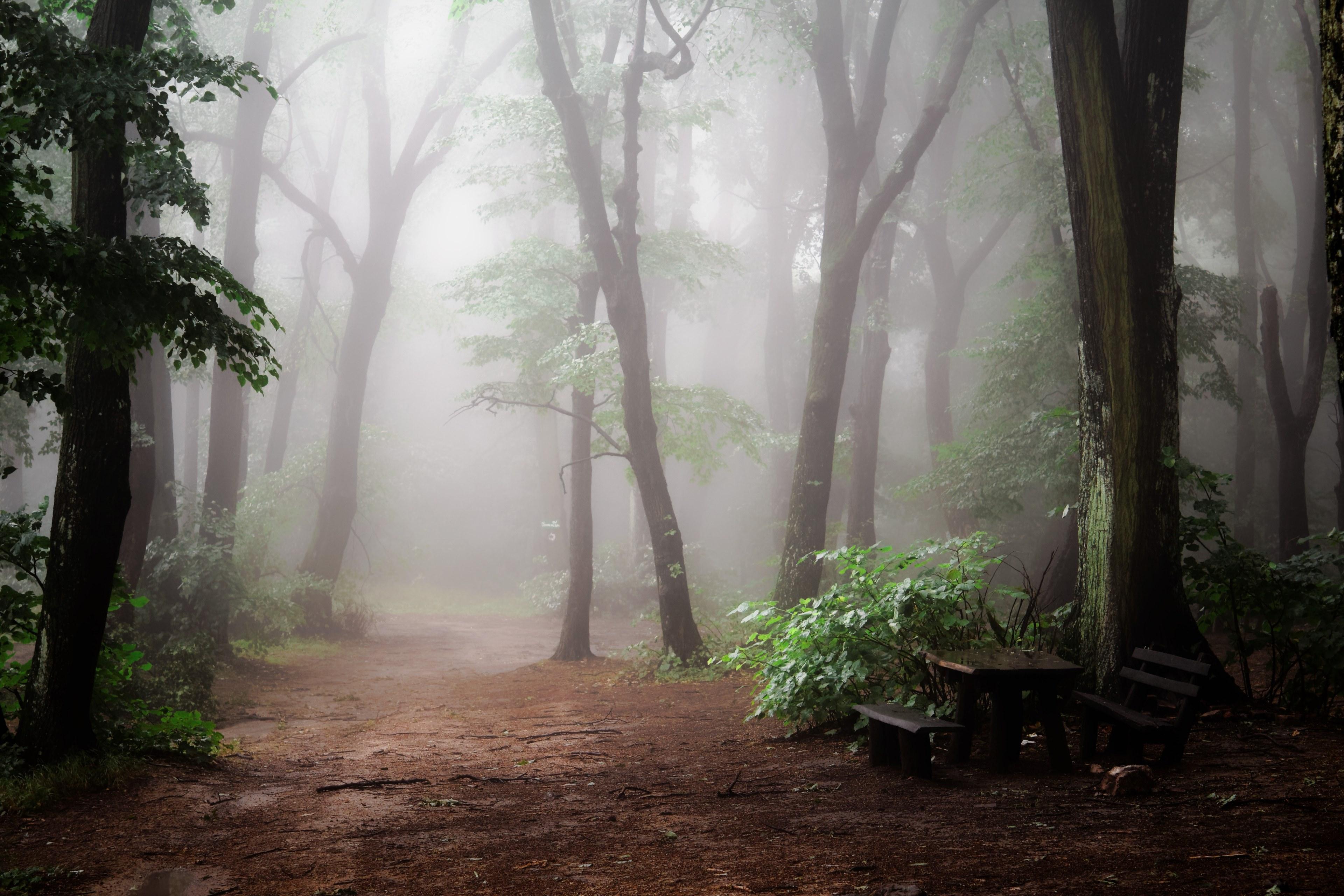 Misty Woods Wallpapers - Top Free Misty Woods Backgrounds - WallpaperAccess