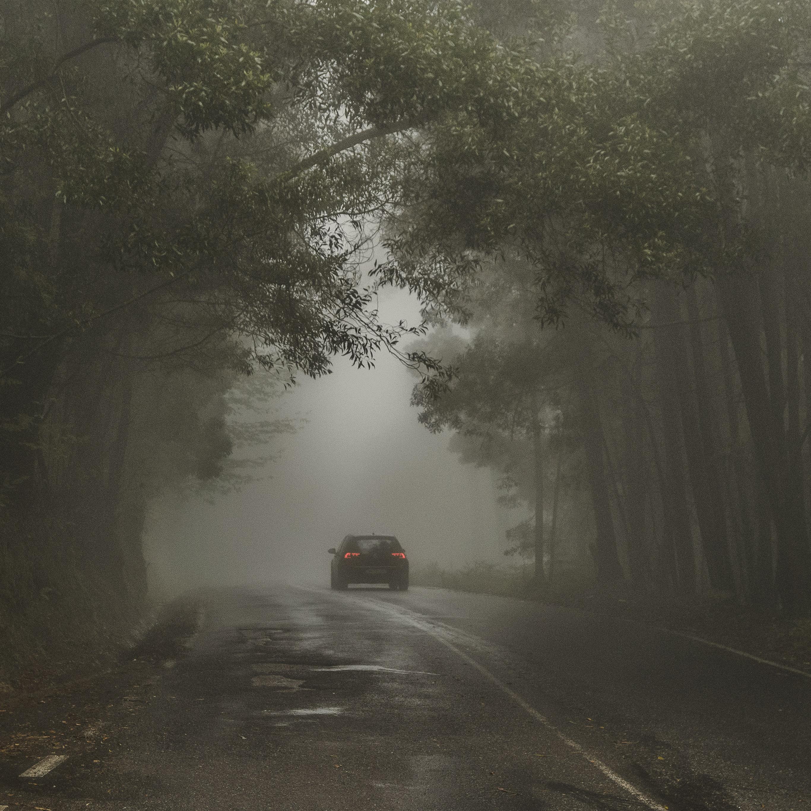 Dark Forest Road HD Large Wallpapers - Top Free Dark Forest Road HD ...