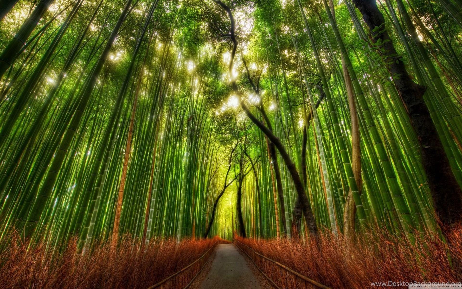 Bamboo Garden Wallpapers - Top Free Bamboo Garden Backgrounds ...