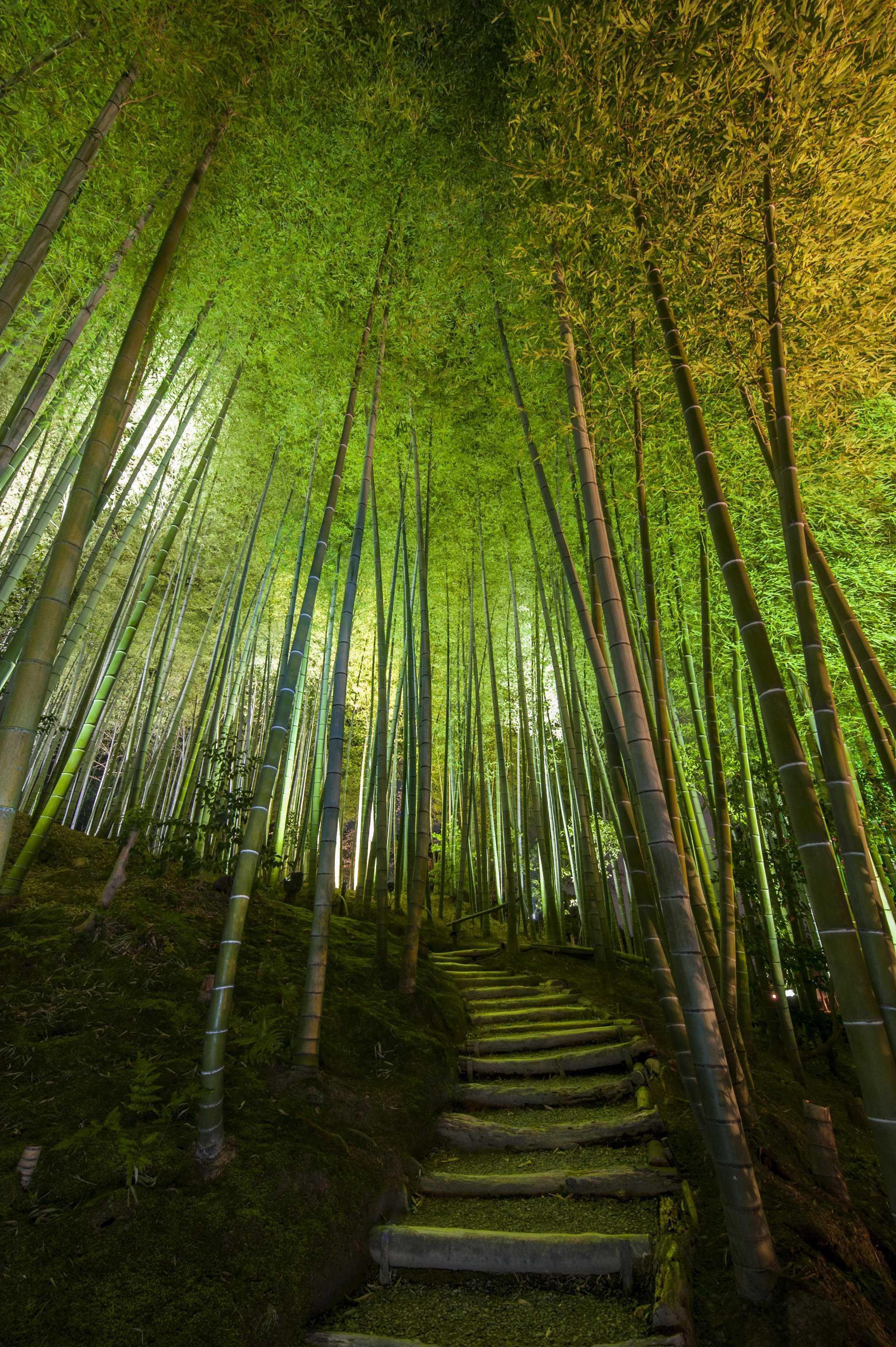 Bamboo Garden Wallpapers - Top Free Bamboo Garden Backgrounds ...
