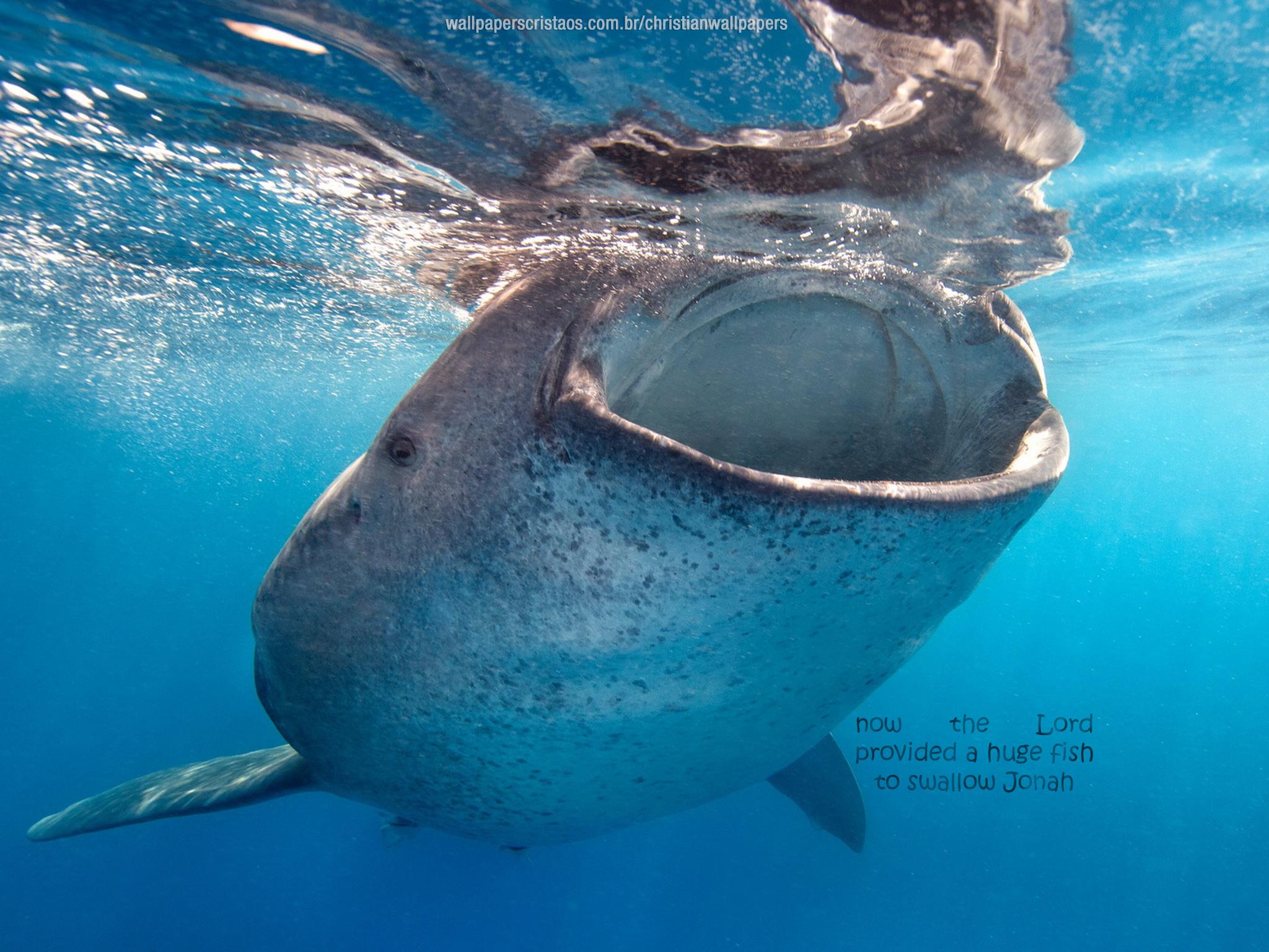 Jesus Fish Wallpapers - Top Free Jesus Fish Backgrounds - WallpaperAccess