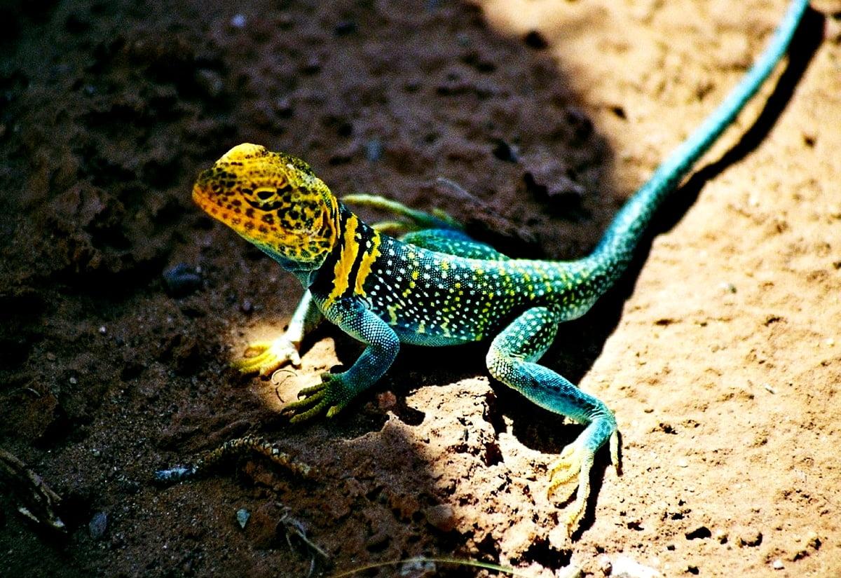 Blue Lizard Wallpapers - Top Free Blue Lizard Backgrounds - WallpaperAccess