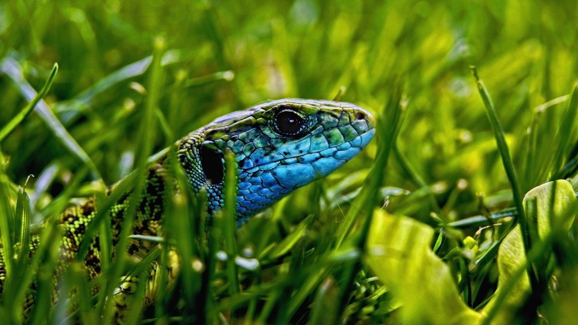 Blue Lizard Wallpapers - Top Free Blue Lizard Backgrounds - WallpaperAccess