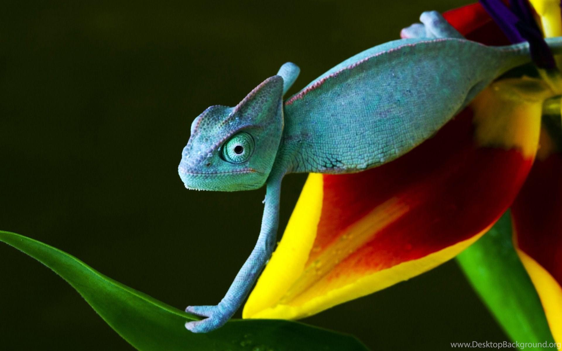 Blue Lizard Wallpapers - Top Free Blue Lizard Backgrounds - WallpaperAccess