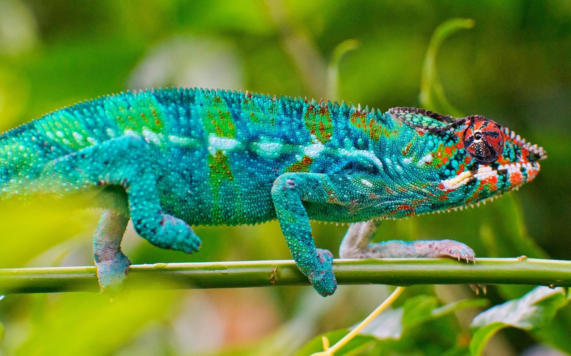 Blue Lizard Wallpapers - Top Free Blue Lizard Backgrounds - WallpaperAccess