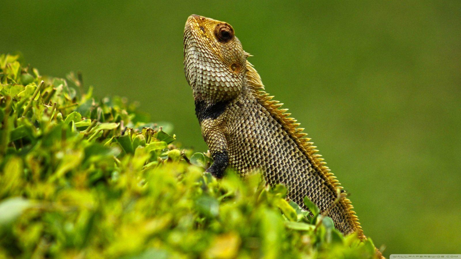 Blue Lizard Wallpapers - Top Free Blue Lizard Backgrounds - WallpaperAccess