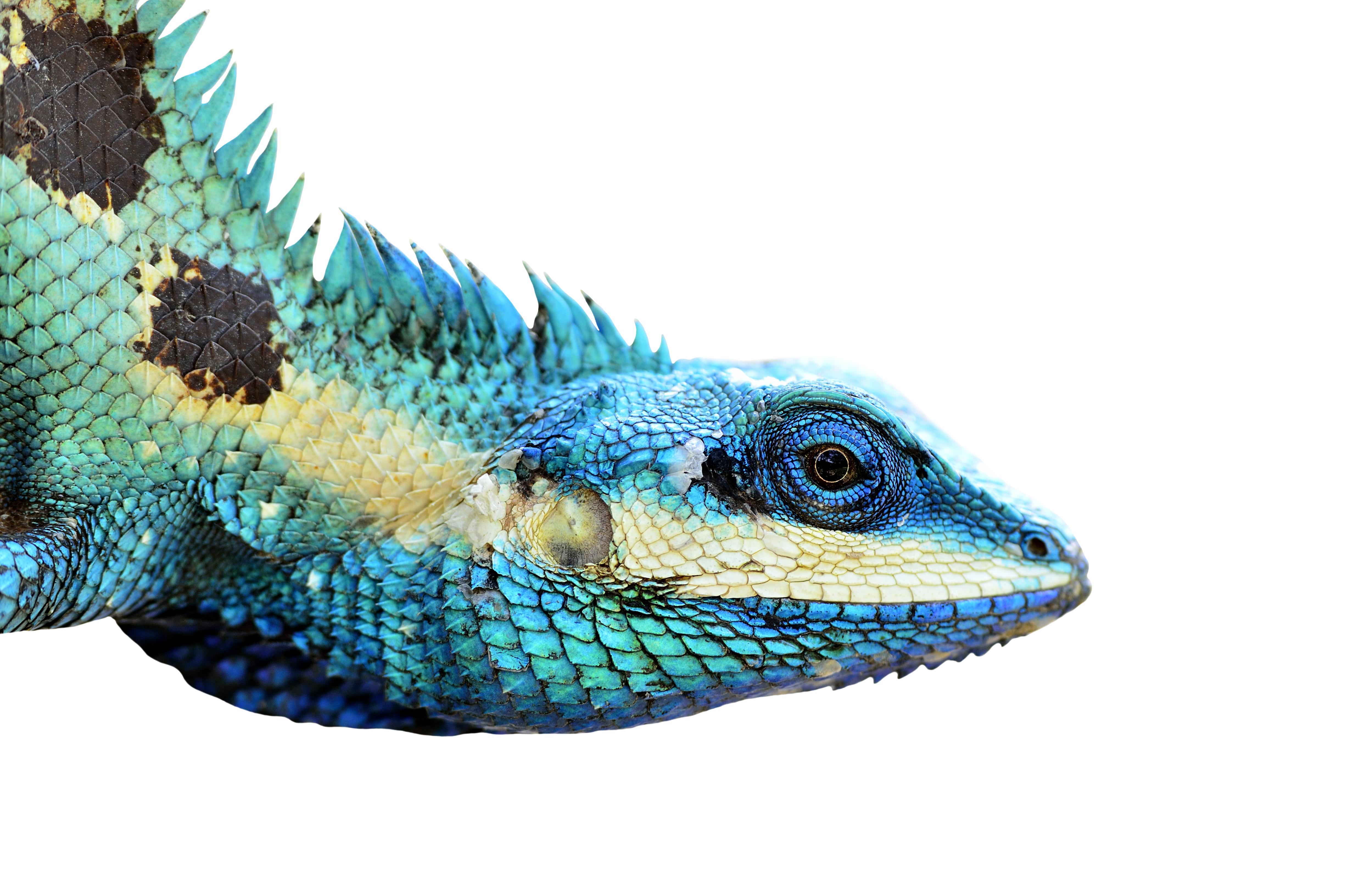 Blue Lizard Wallpapers - Top Free Blue Lizard Backgrounds - WallpaperAccess