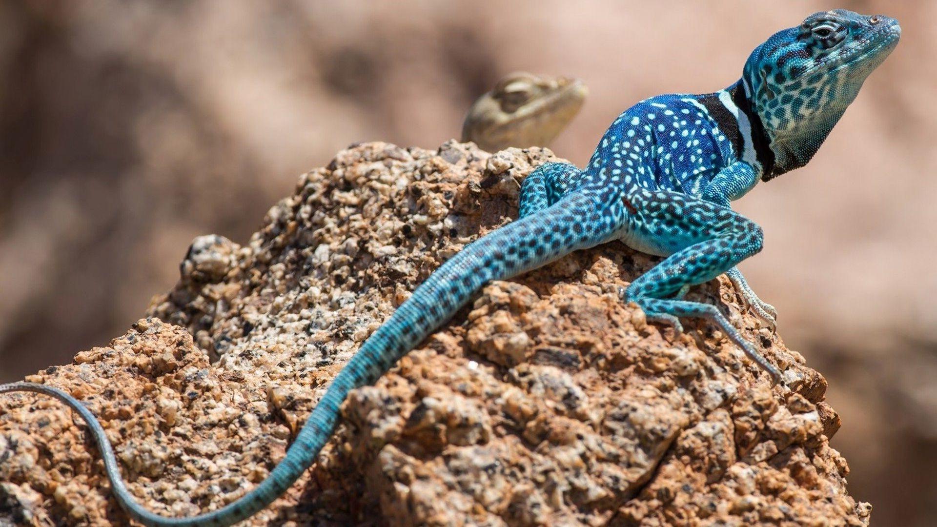 Blue Lizard Wallpapers - Top Free Blue Lizard Backgrounds - WallpaperAccess