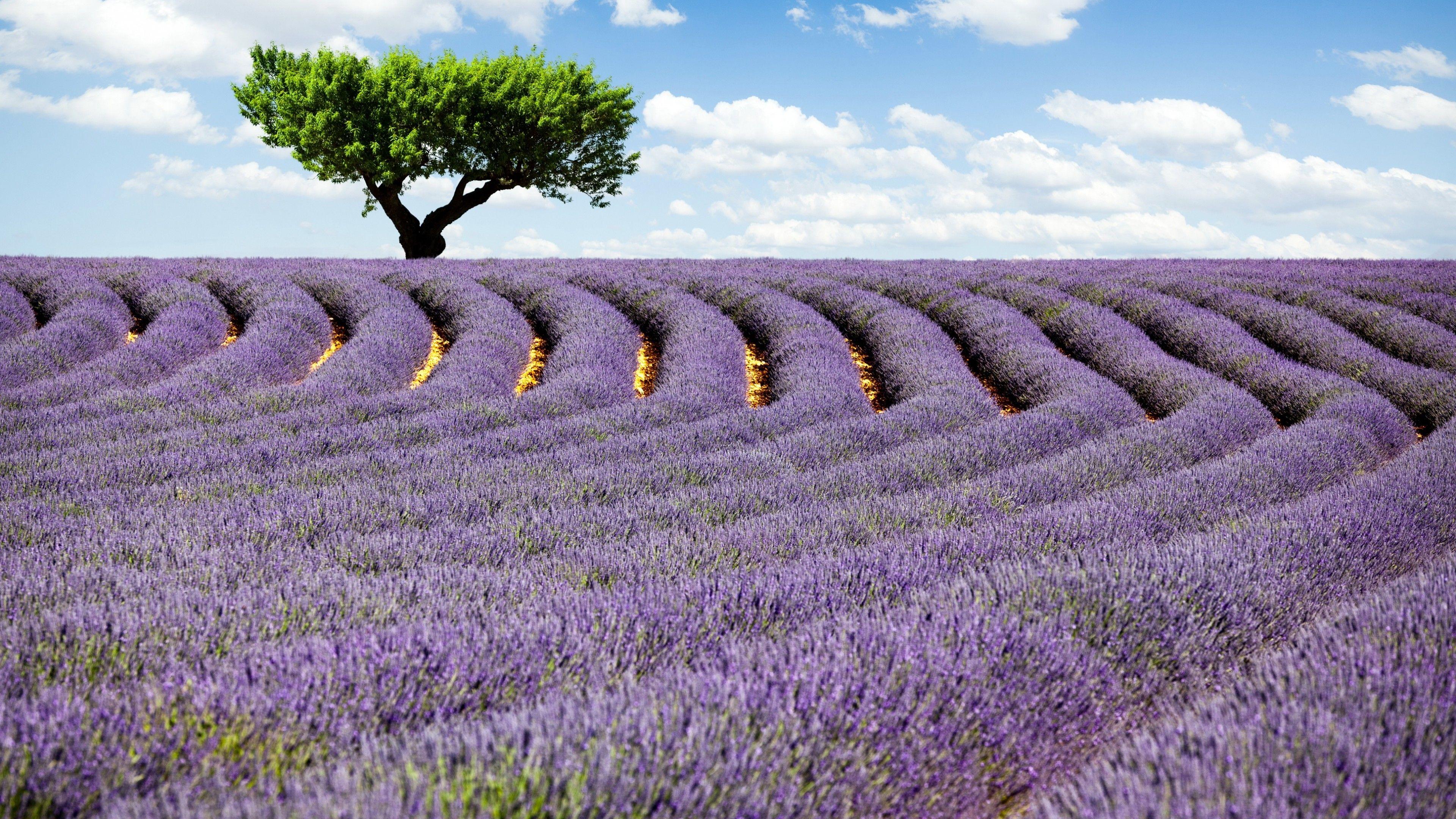 Provence France Wallpapers - Top Free Provence France Backgrounds ...