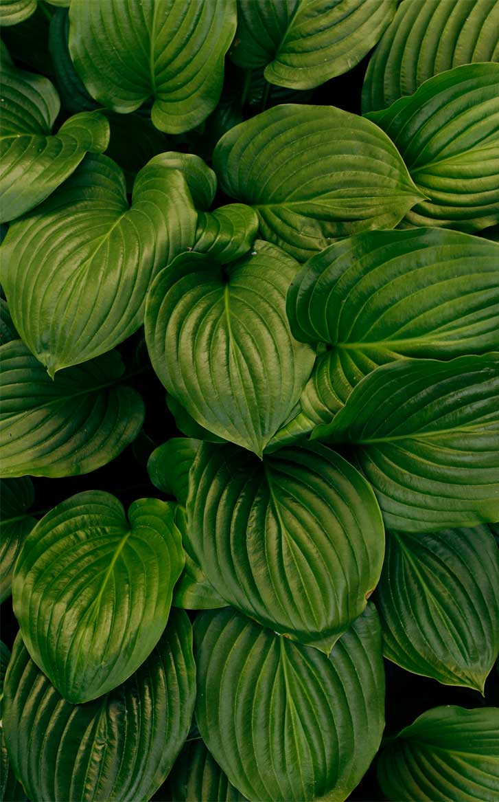 Calming Green Wallpapers - Top Free Calming Green Backgrounds ...