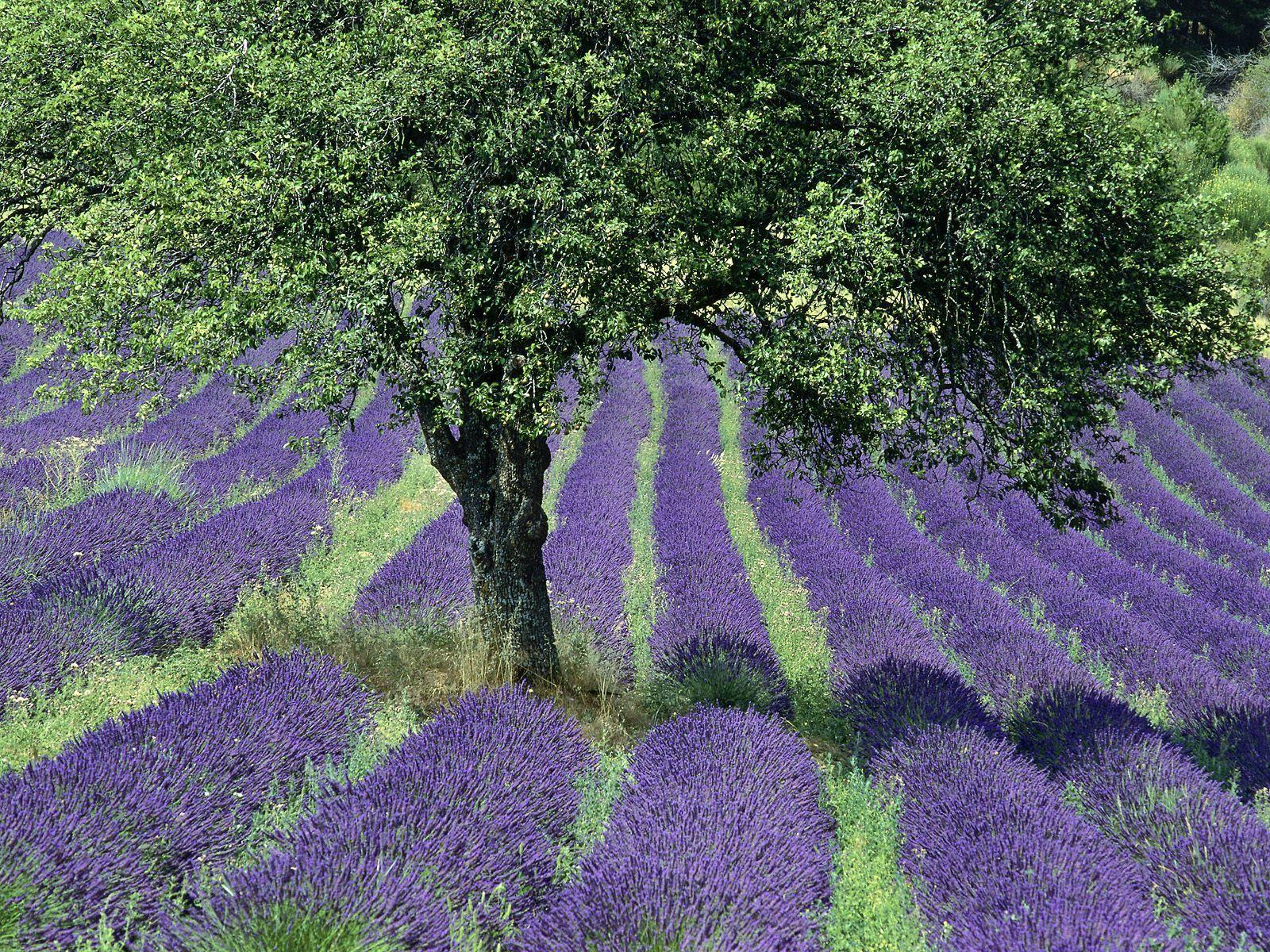 Provence France Wallpapers - Top Free Provence France Backgrounds ...
