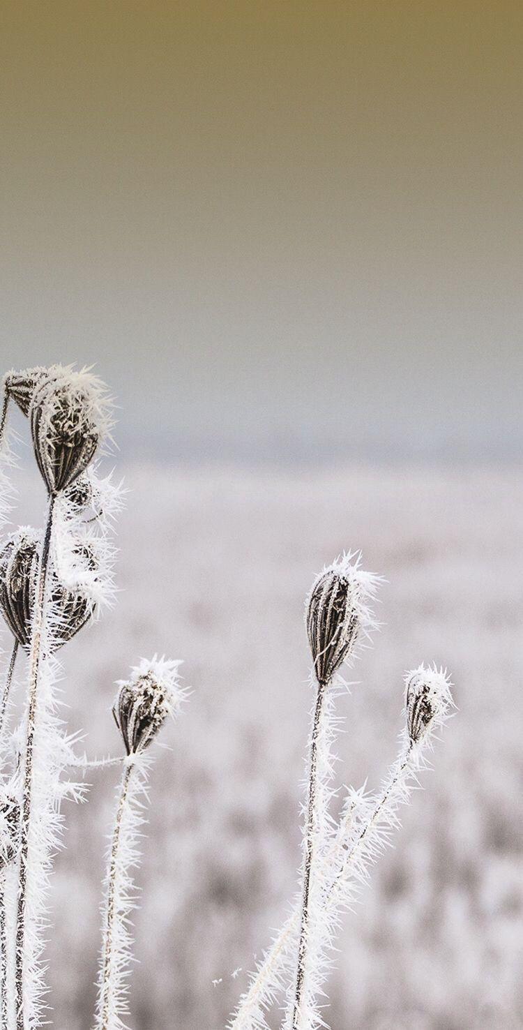 Calming Winter Wallpapers - Top Free Calming Winter Backgrounds ...