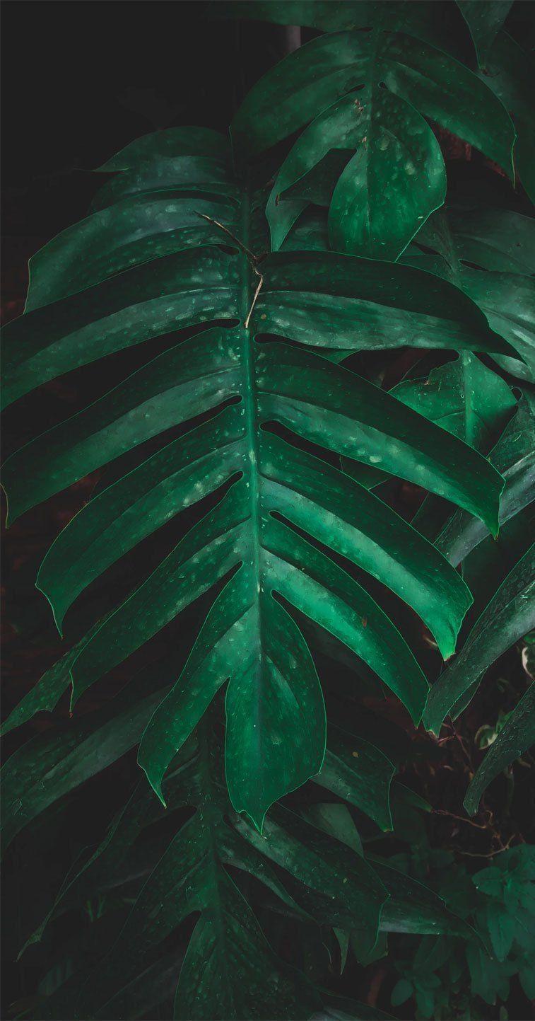 Calming Green Wallpapers - Top Free Calming Green Backgrounds ...