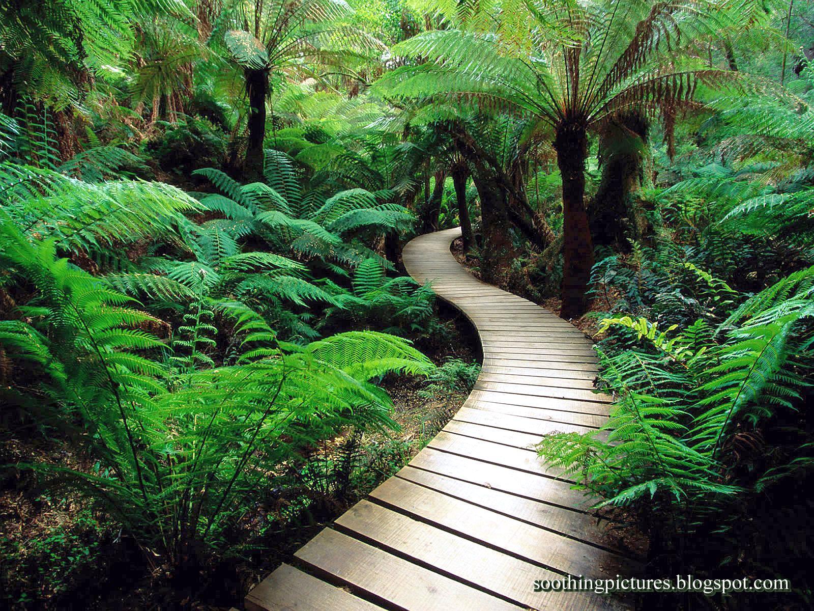 Calming Green Wallpapers - Top Free Calming Green Backgrounds ...