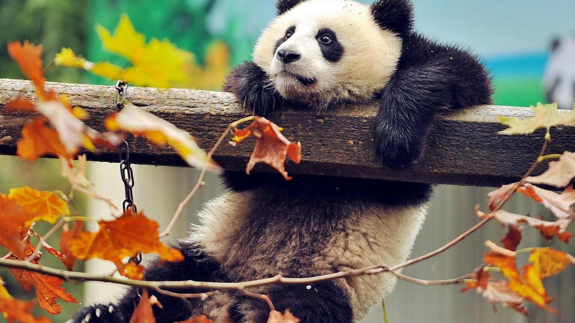 Cute Panda Bubble Wallpapers - Top Free Cute Panda Bubble Backgrounds ...