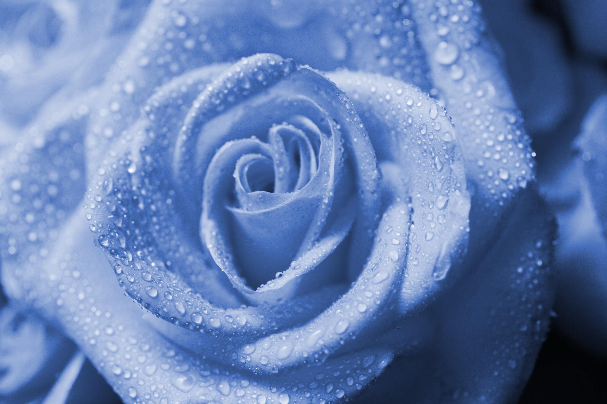 Light Blue Roses Wallpapers - Top Free Light Blue Roses Backgrounds ...