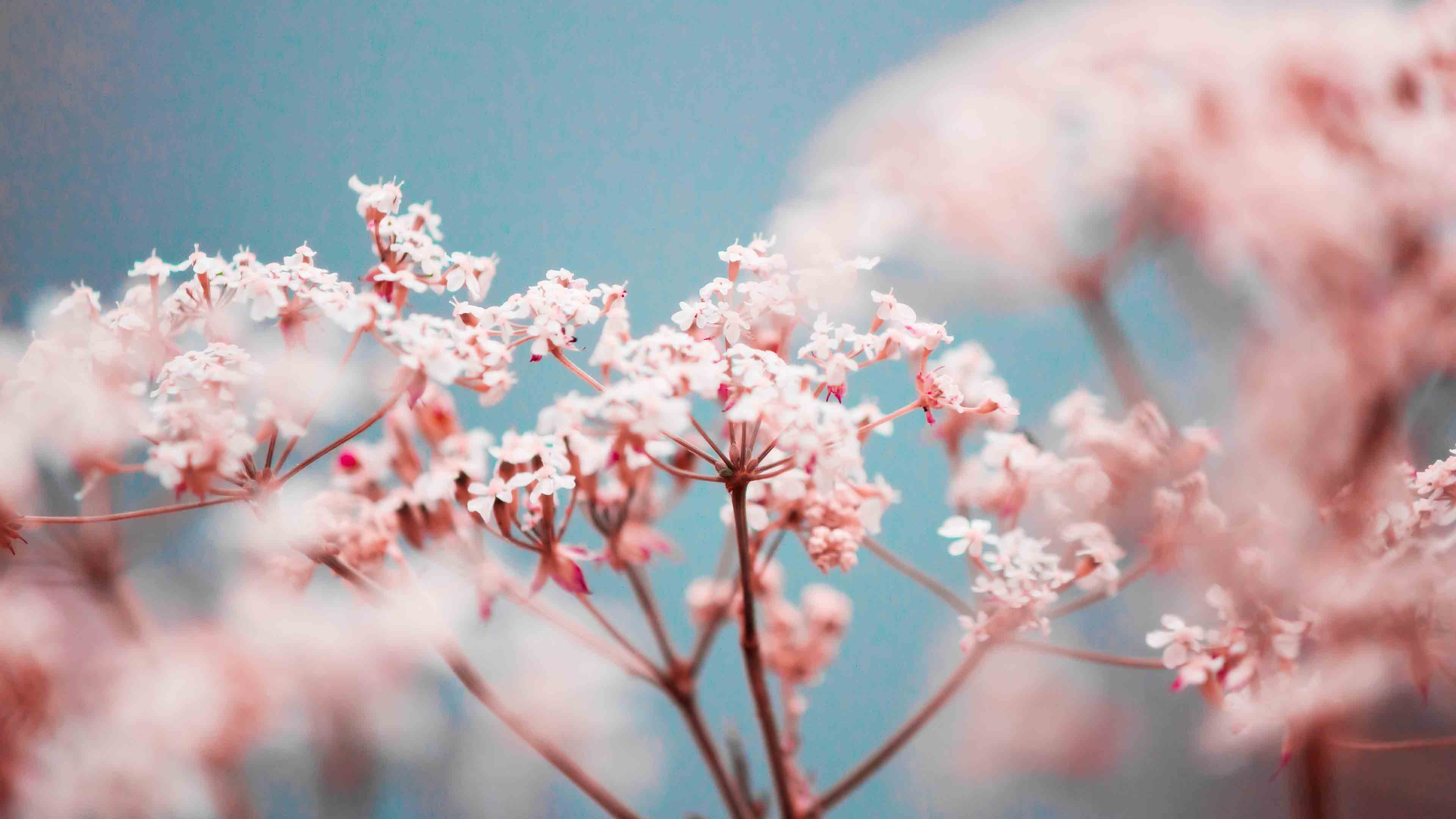 Aesthetic Floral Computer Wallpapers - Top Free Aesthetic Floral ...