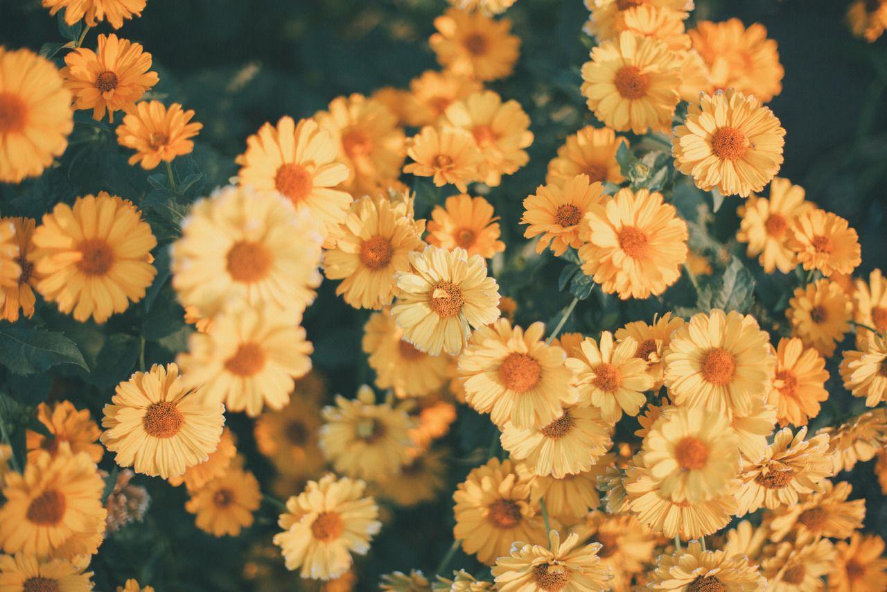 Aesthetic Floral Computer Wallpapers - Top Free Aesthetic Floral ...