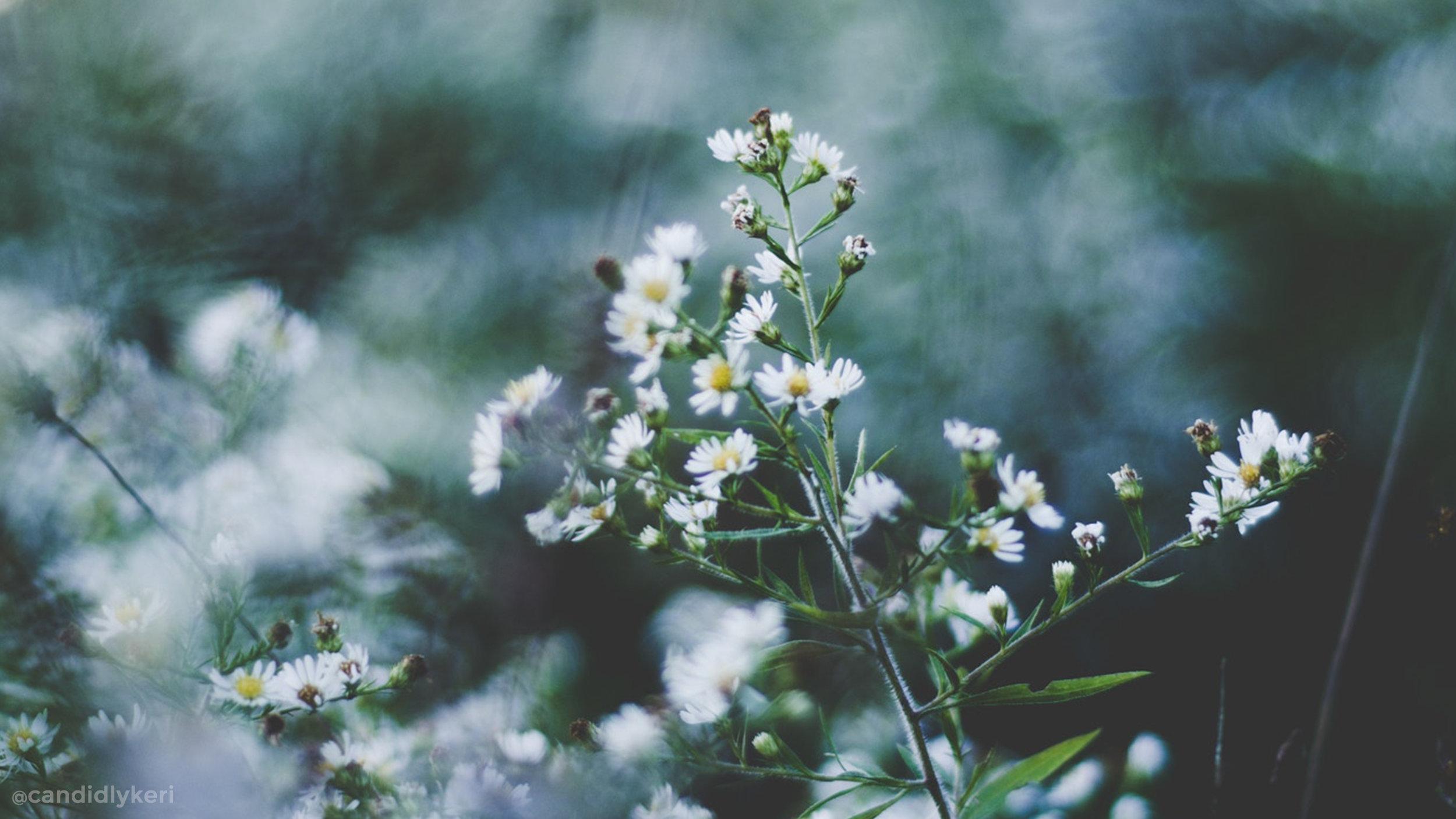 Spring Aesthetic Desktop Wallpapers - Top Free Spring Aesthetic Desktop ...