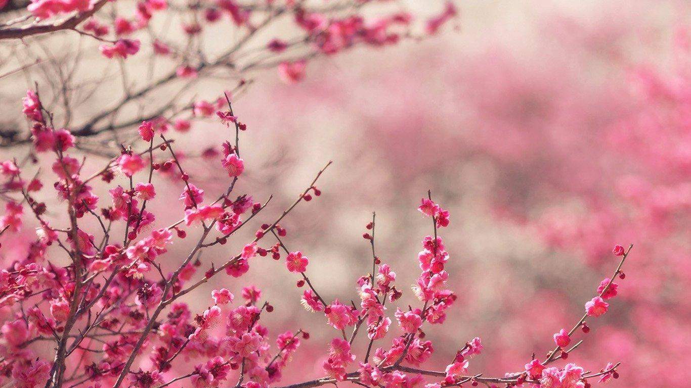 Aesthetic Floral Computer Wallpapers - Top Free Aesthetic Floral ...