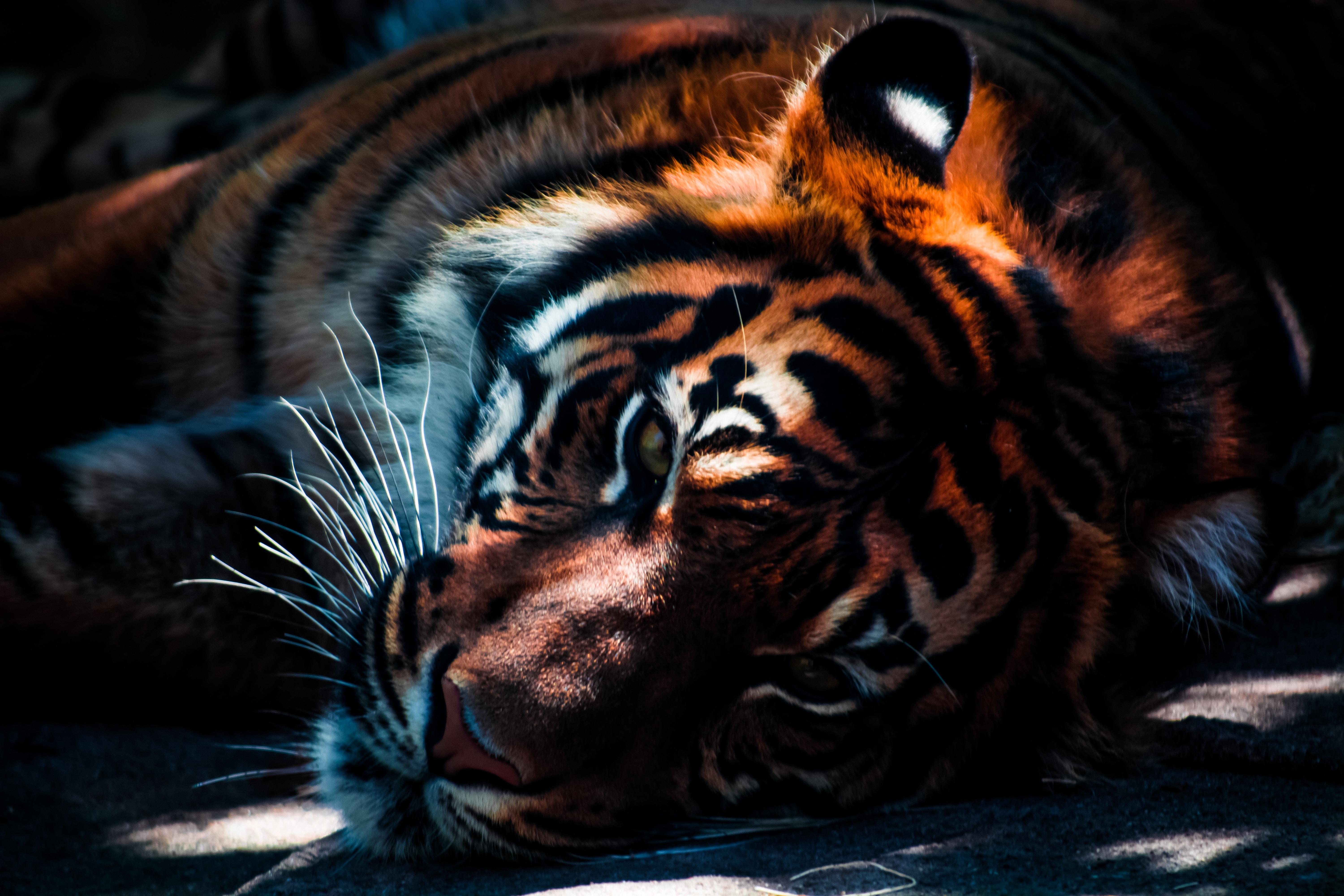 Nature Animal Wallpapers - Top Free Nature Animal Backgrounds ...